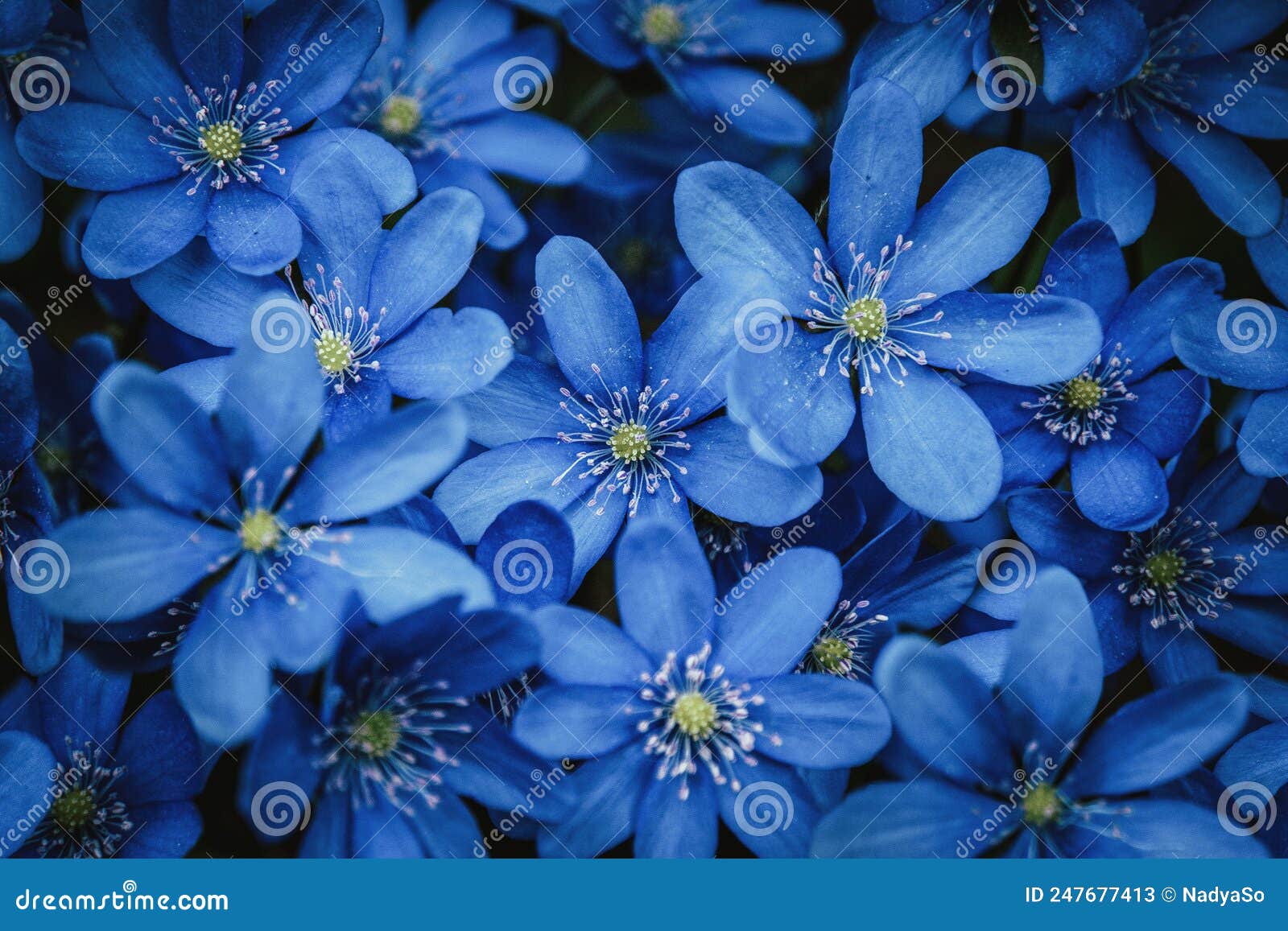 Blue Forest Anemone Flowers Background Stock Image - Image of forest ...