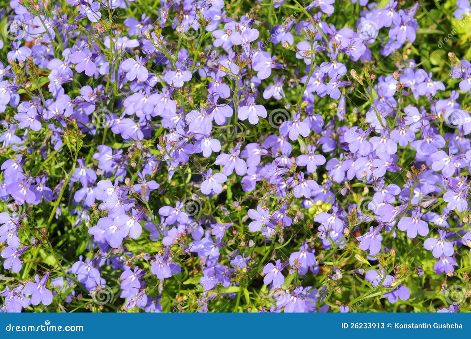 Blue Flowers Background (lobelia) Stock Image - Image of abstract ...
