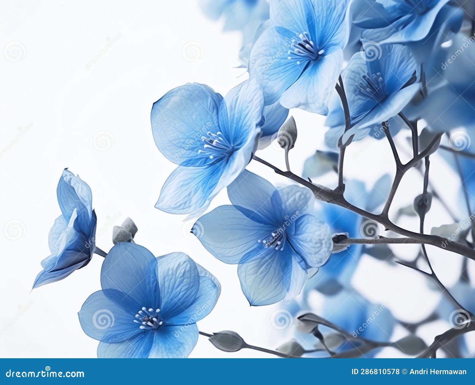 Blue Flowers in Bloom on Tree Branches with Blurred White Background ...