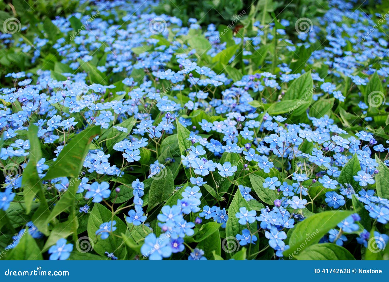 Blue flowers stock photo. Image of wild, spring, white - 41742628