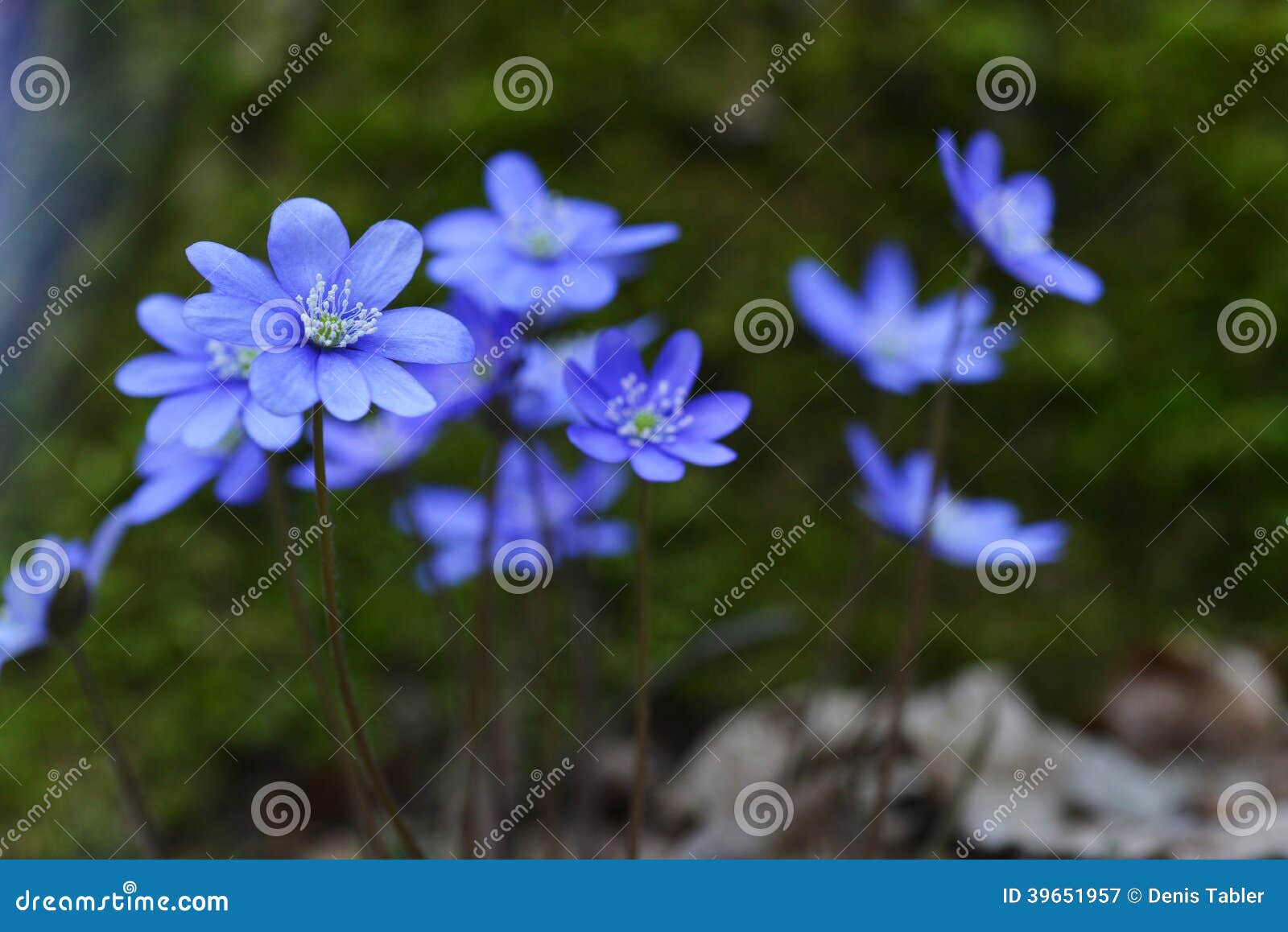 Blue flowers stock image. Image of forest, stamen, petal - 39651957