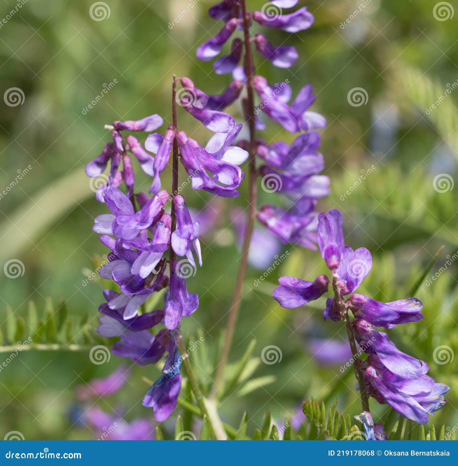 Blue flowers on a branch stock photo. Image of blue - 219178068