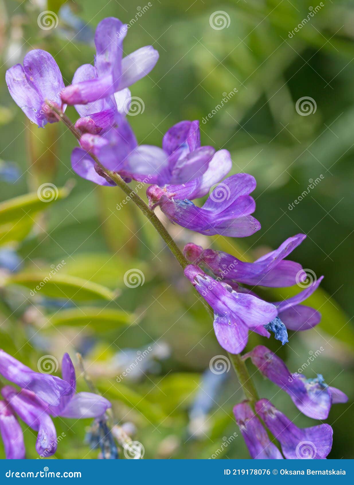 Blue flowers on a branch stock photo. Image of green - 219178076