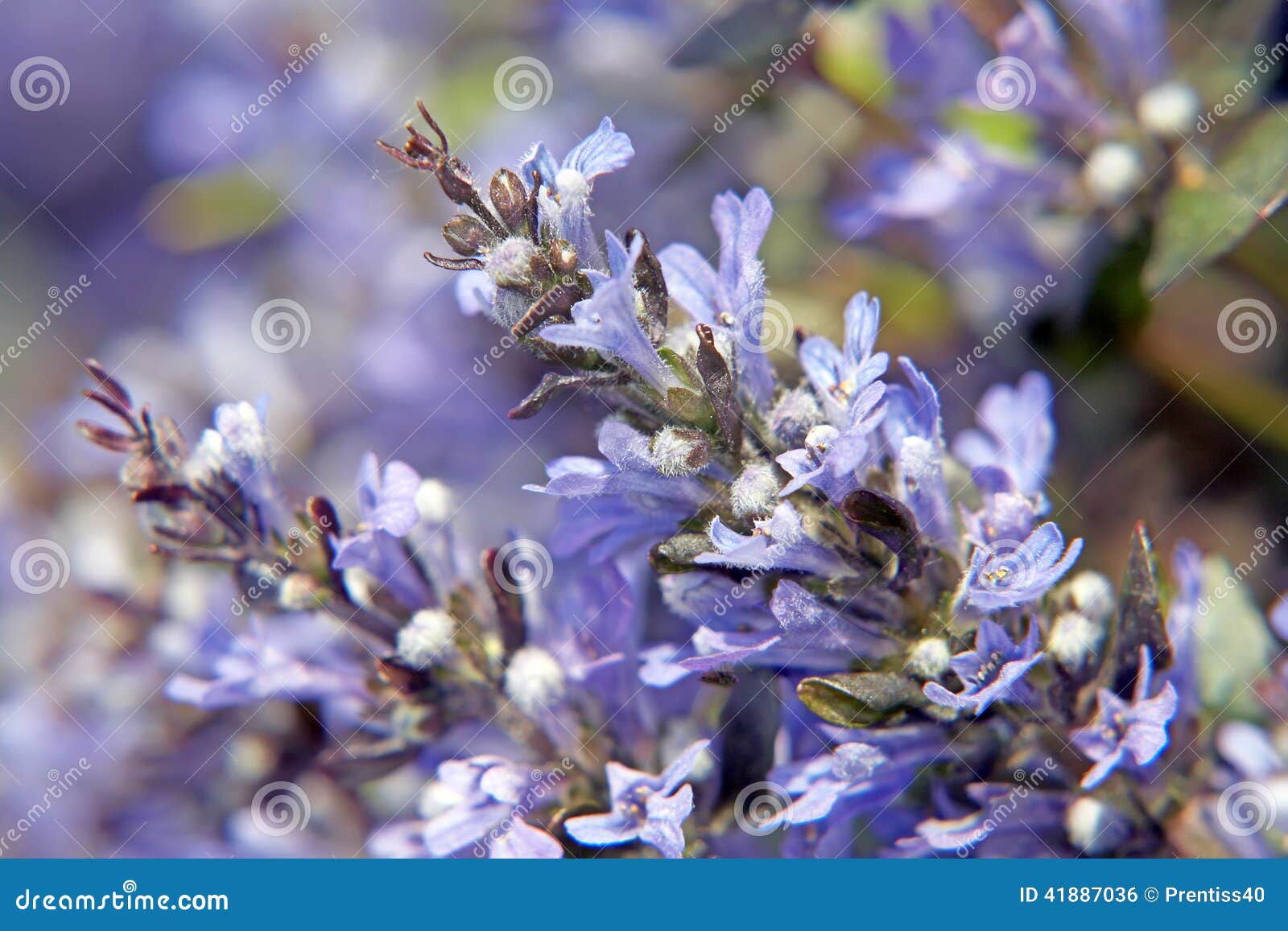 Blue flowers branch stock photo. Image of plant, background - 41887036