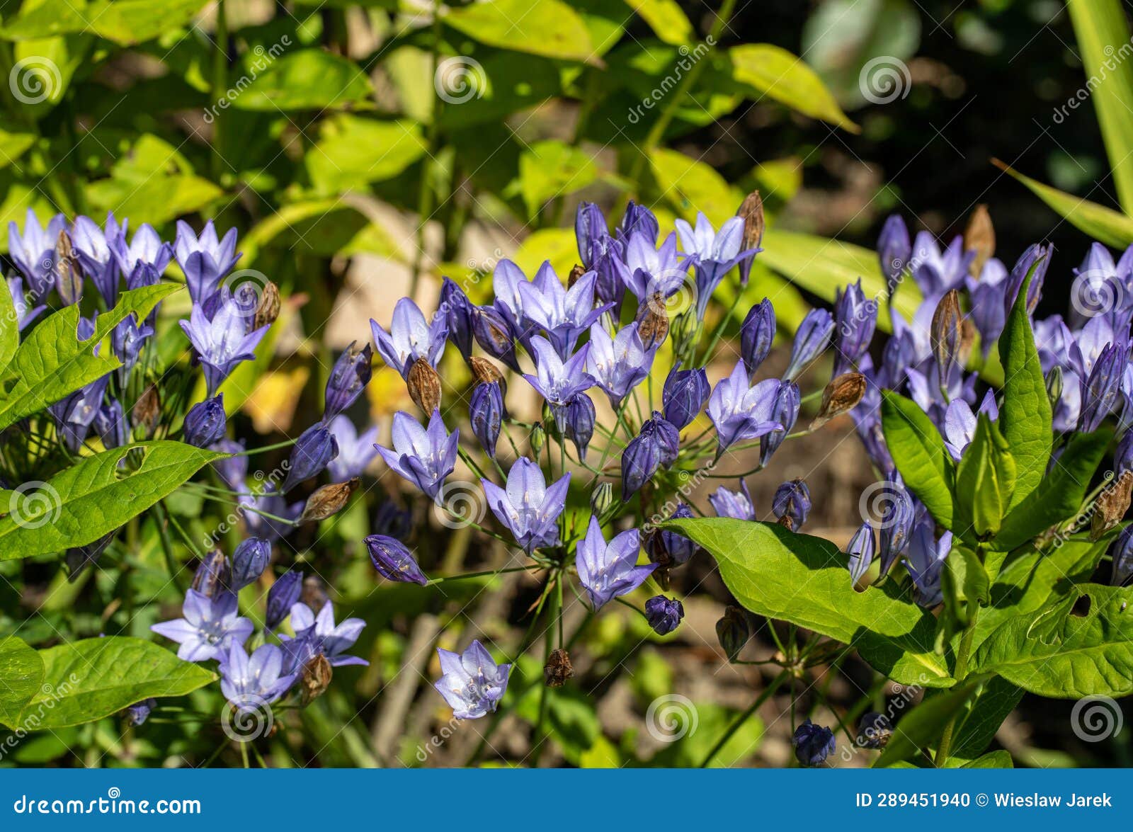 Blue Flowers of Brodiaea Laxa Queen Fabiola. Stock Photo - Image of ...