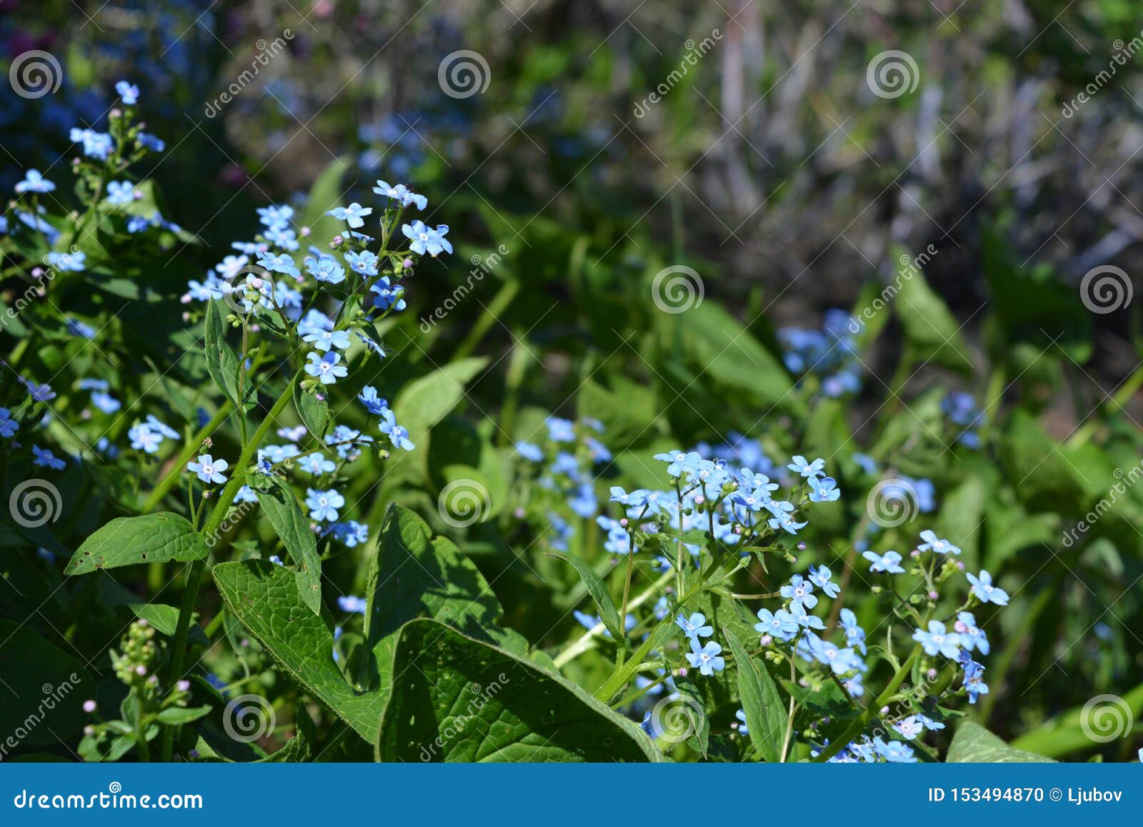 Blue Flowers of Brunnera Grow and Bloom in Spring Garden Stock Photo ...