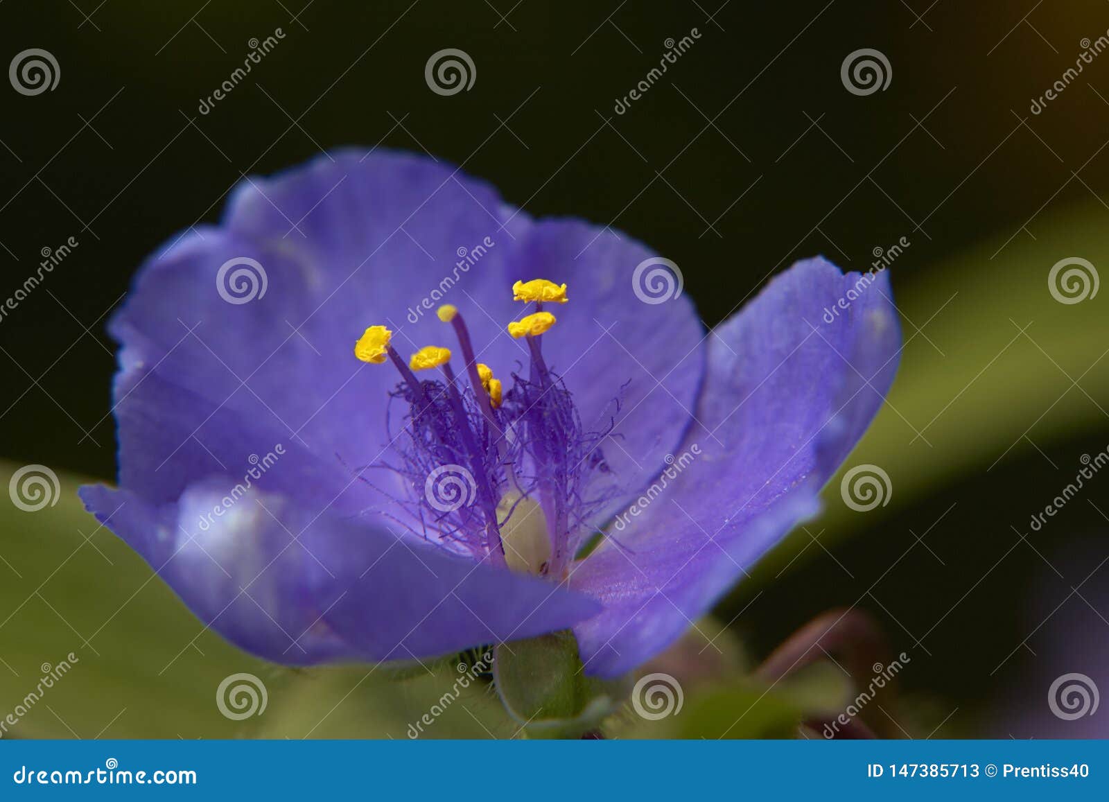 Blue flowers bud stock image. Image of closeup, flower - 147385713