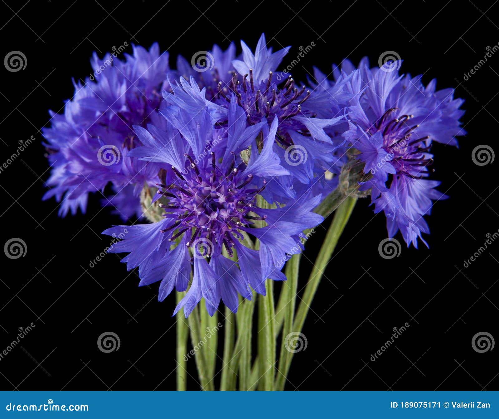 Blue Flowers of Centaurea Isolated on a Black Background Stock Image ...