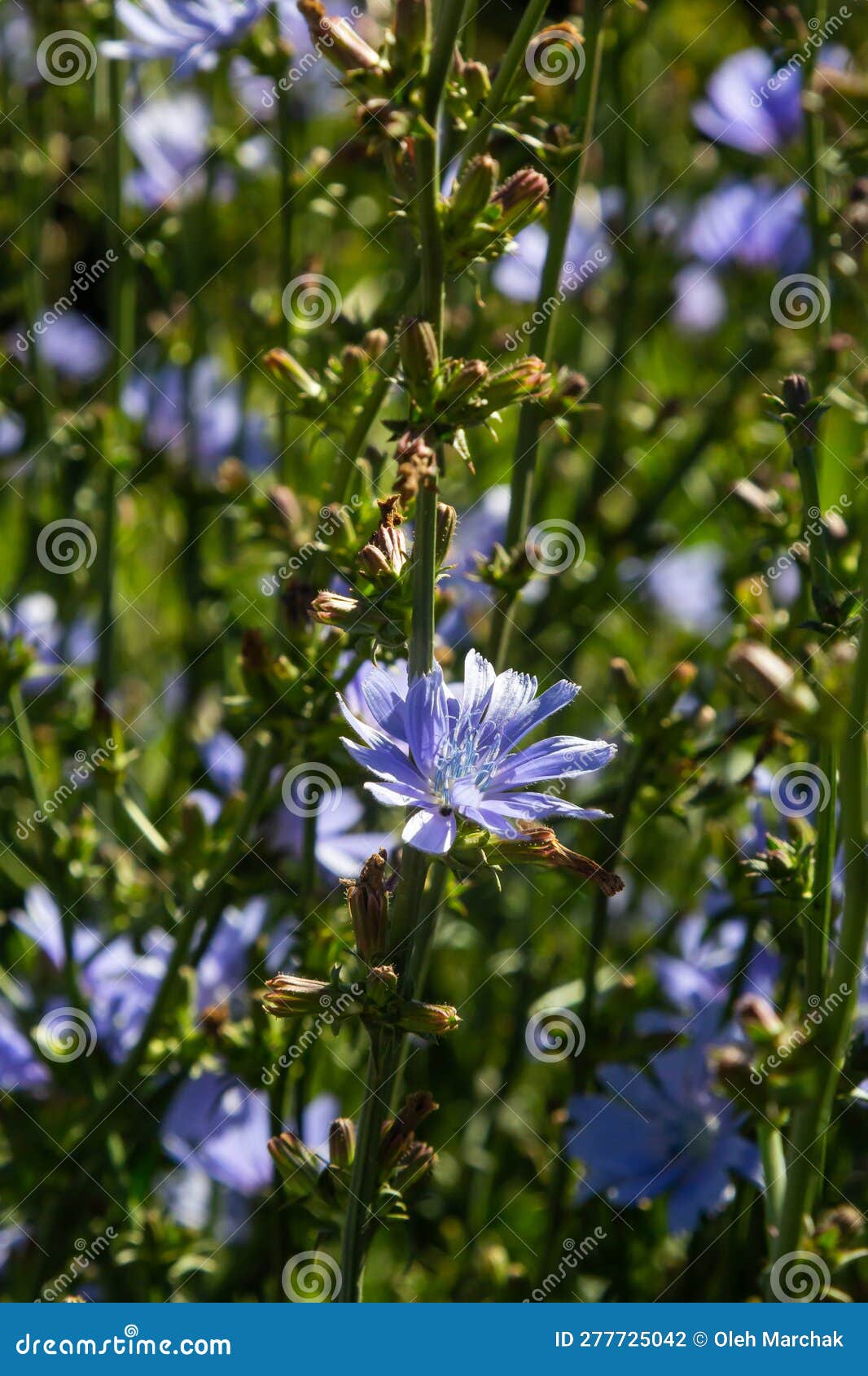 Blue Flowers of Chicory on the Background of the Summer Landscape Stock ...
