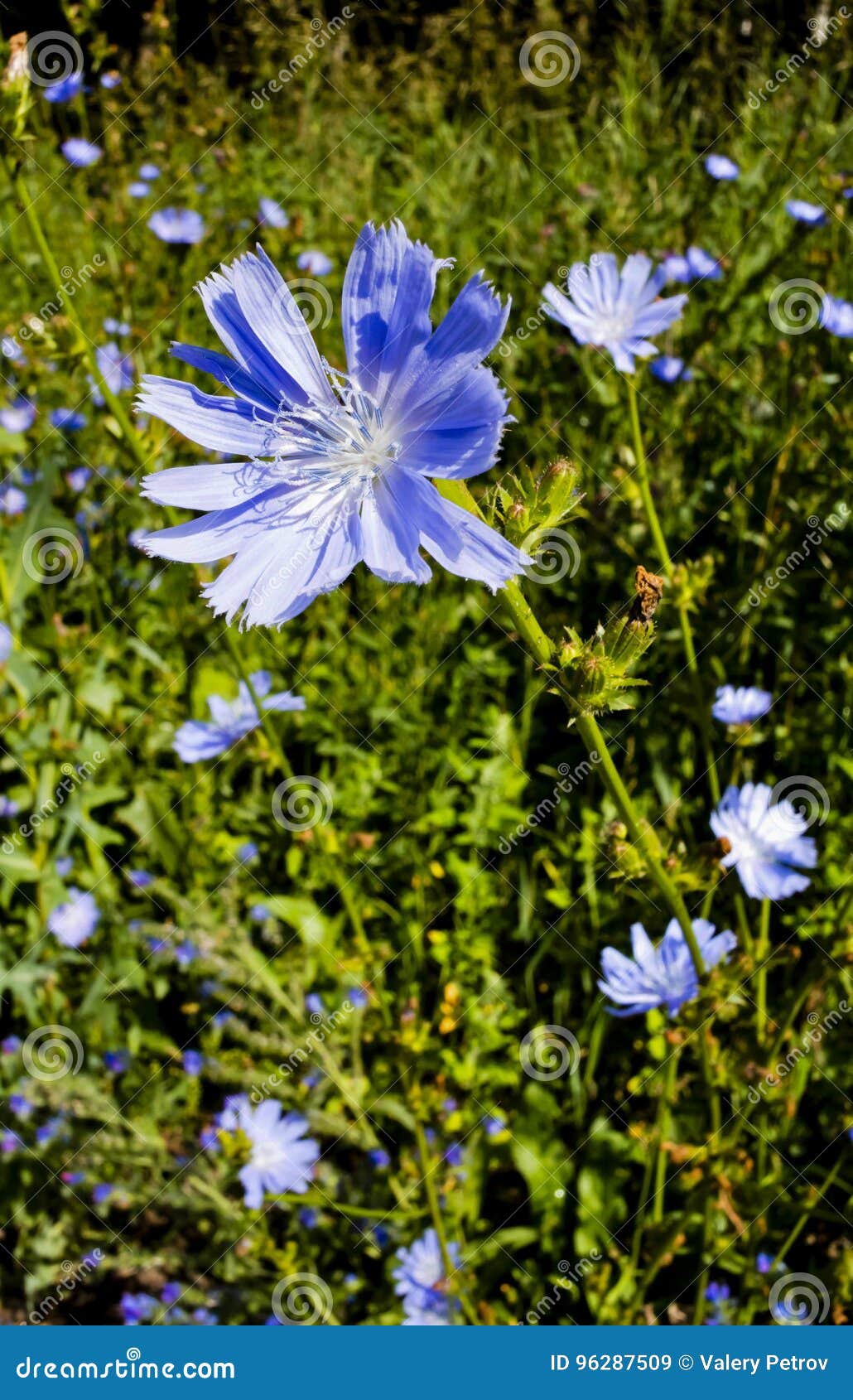 Blue Flowers of Chicory Macro Stock Image - Image of flower, blue: 96287509