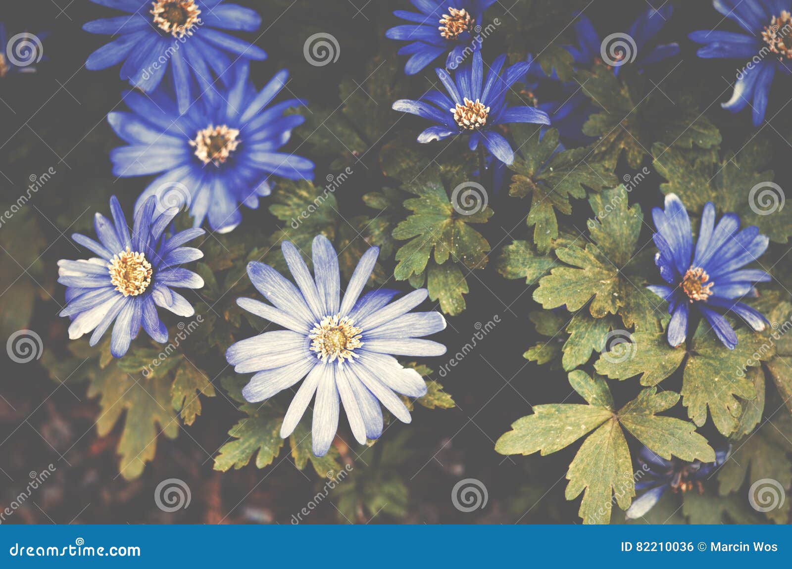 Blue flowers.Cineraria stock photo. Image of flowering - 82210036