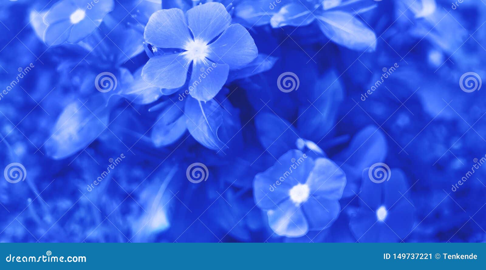 Blue Flowers Closeup. Modern Floral Backdrop Stock Image - Image of ...