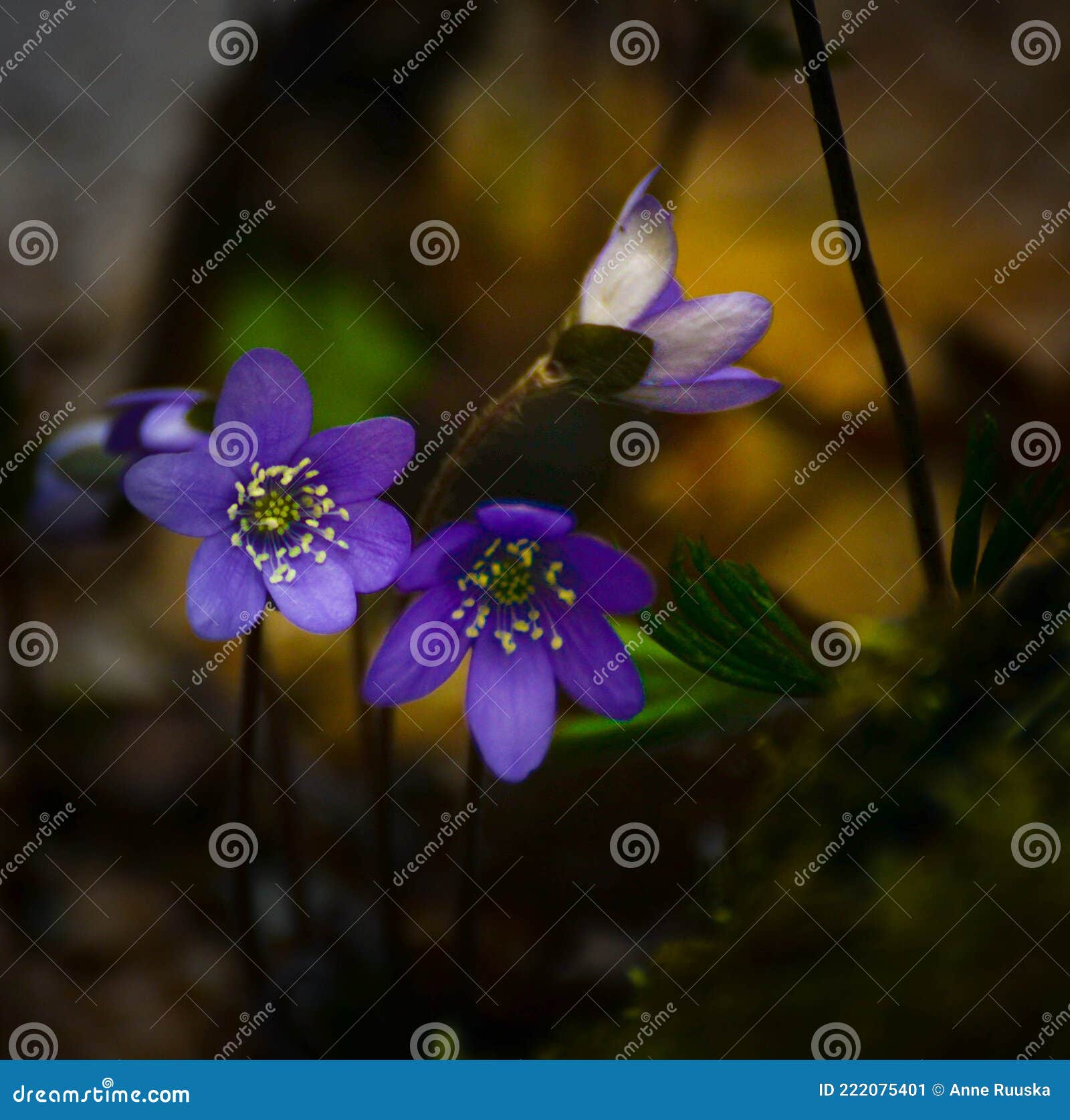 Blue Flowers in Dark Forest Stock Image - Image of blue, lilac: 222075401