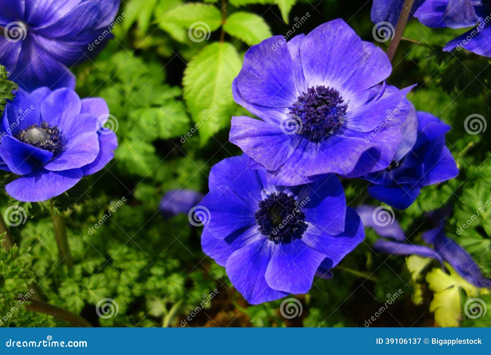 Blue Poppy Seeds Isolated On White Background, Top View. Heap Of Poppy ...