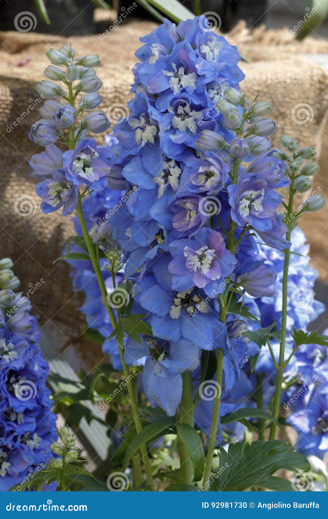Blue flowers delphinium stock photo. Image of beauty - 92981730