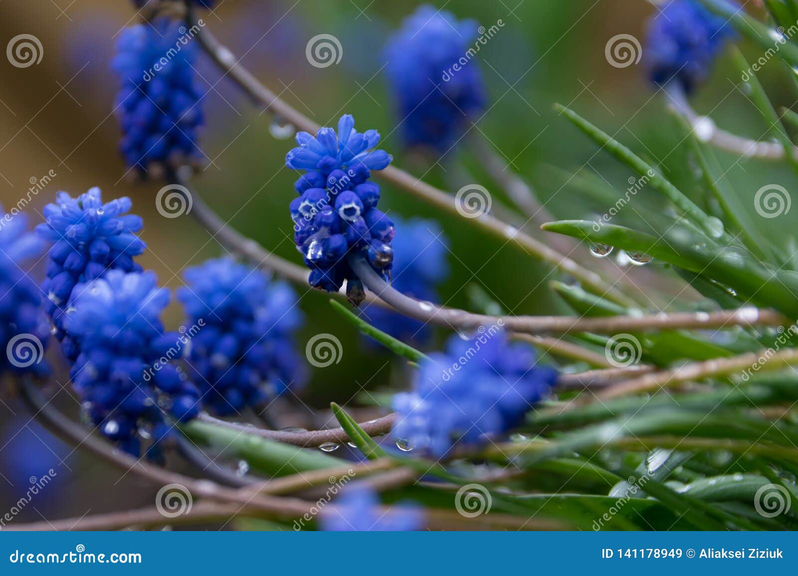 Blue Flowers with Dew Drops. Stock Image - Image of hyacinthaceae ...