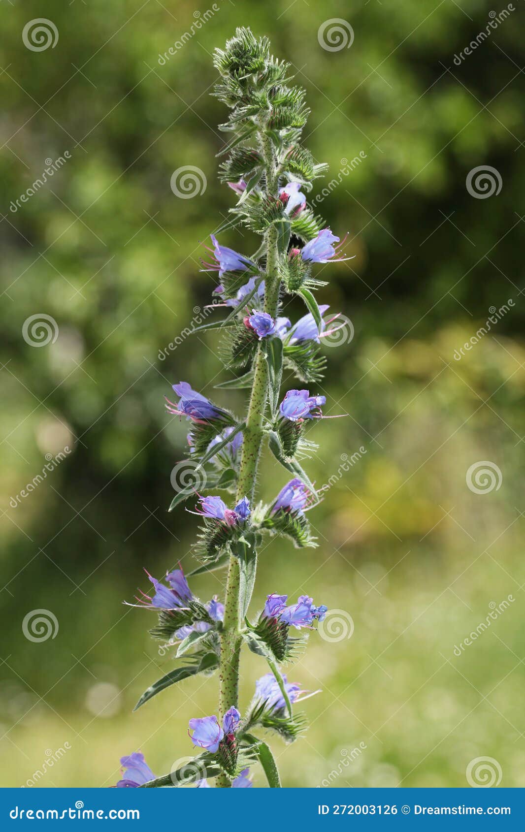 Blue Flowers of Echium Vulgare or Viperina Stock Photo - Image of ...