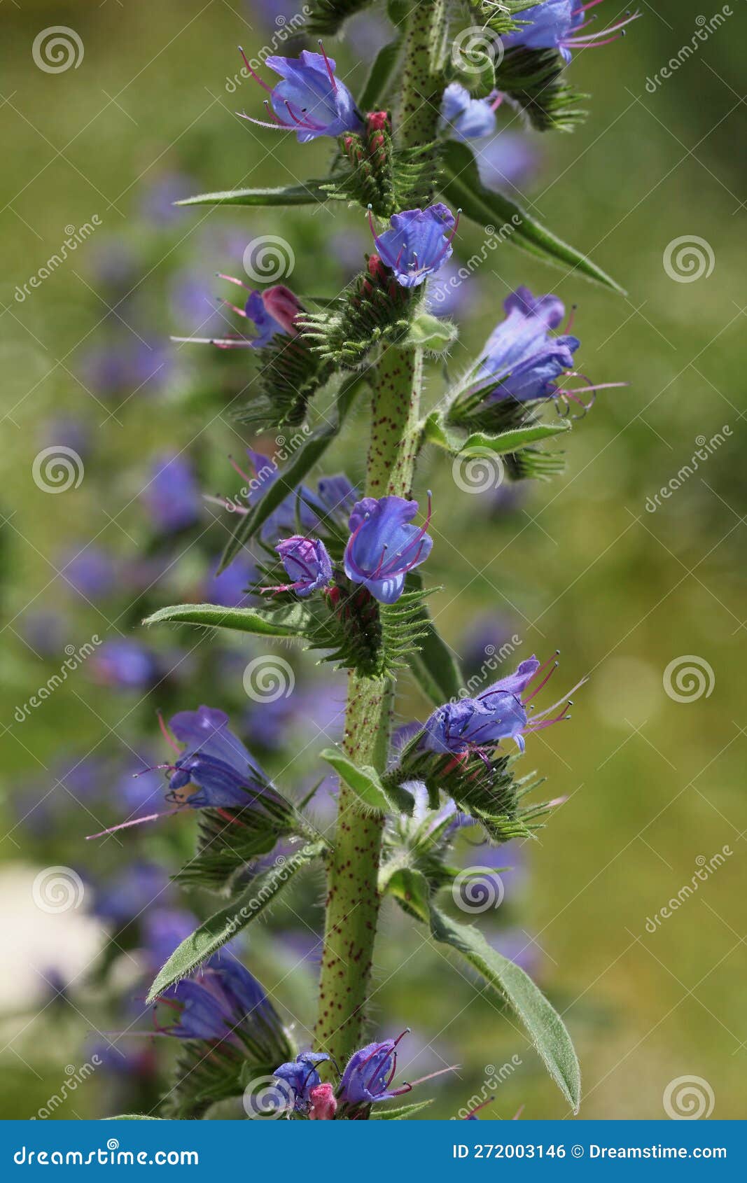 Blue Flowers of Echium Vulgare or Viperina Stock Photo - Image of plant ...