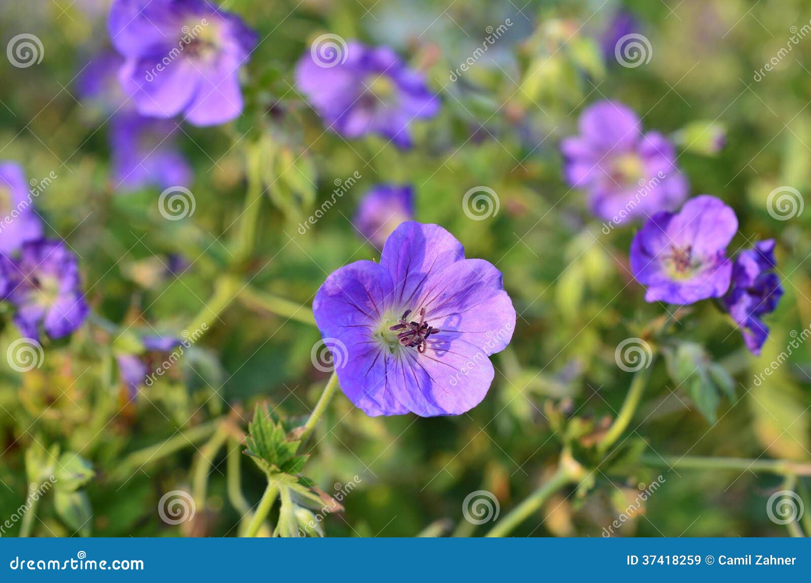 Blue flowers stock image. Image of sepal, blue, plant - 37418259