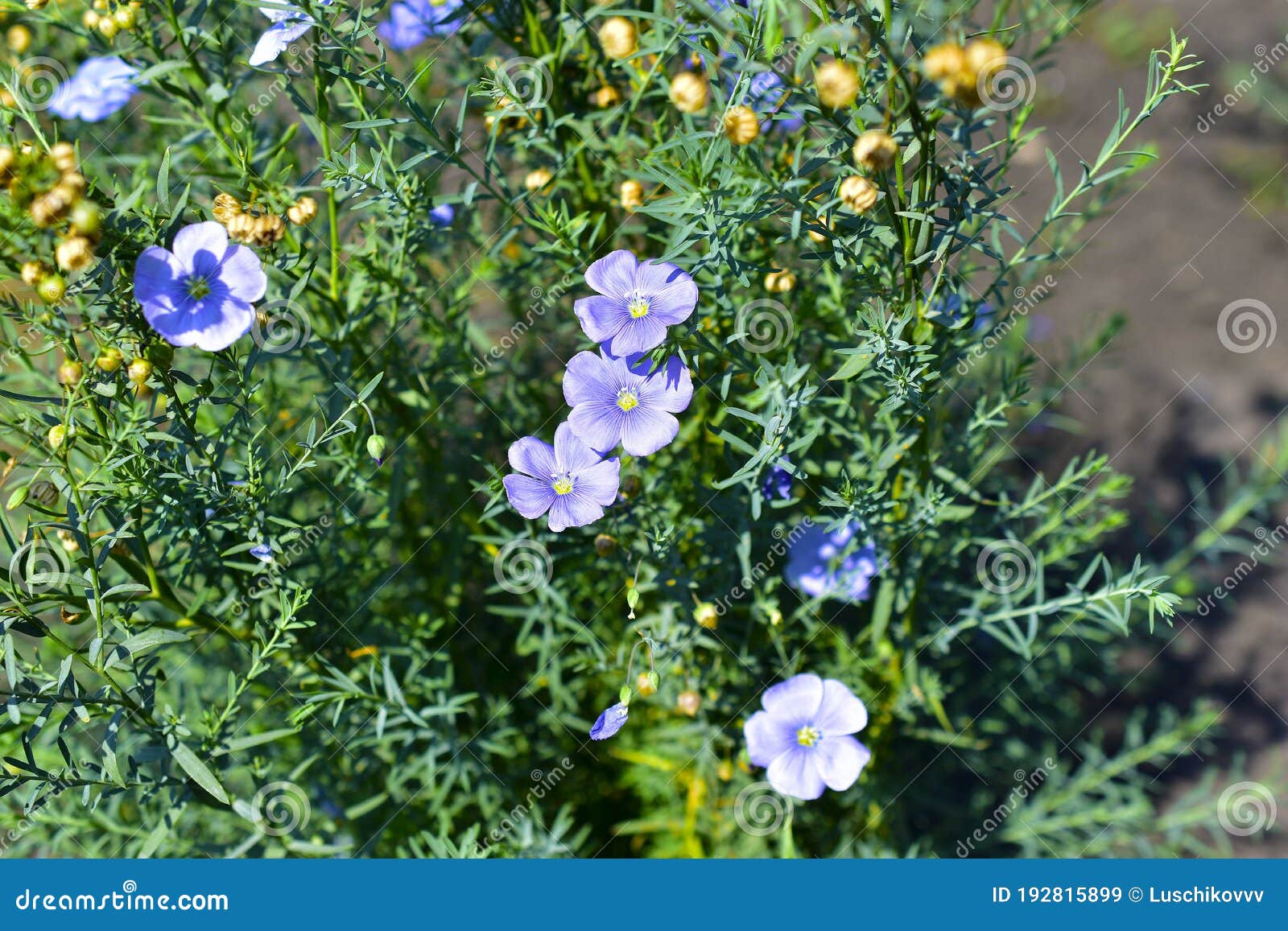 Blue Flowers of Field Flax in the Garden Bed Stock Image - Image of ...