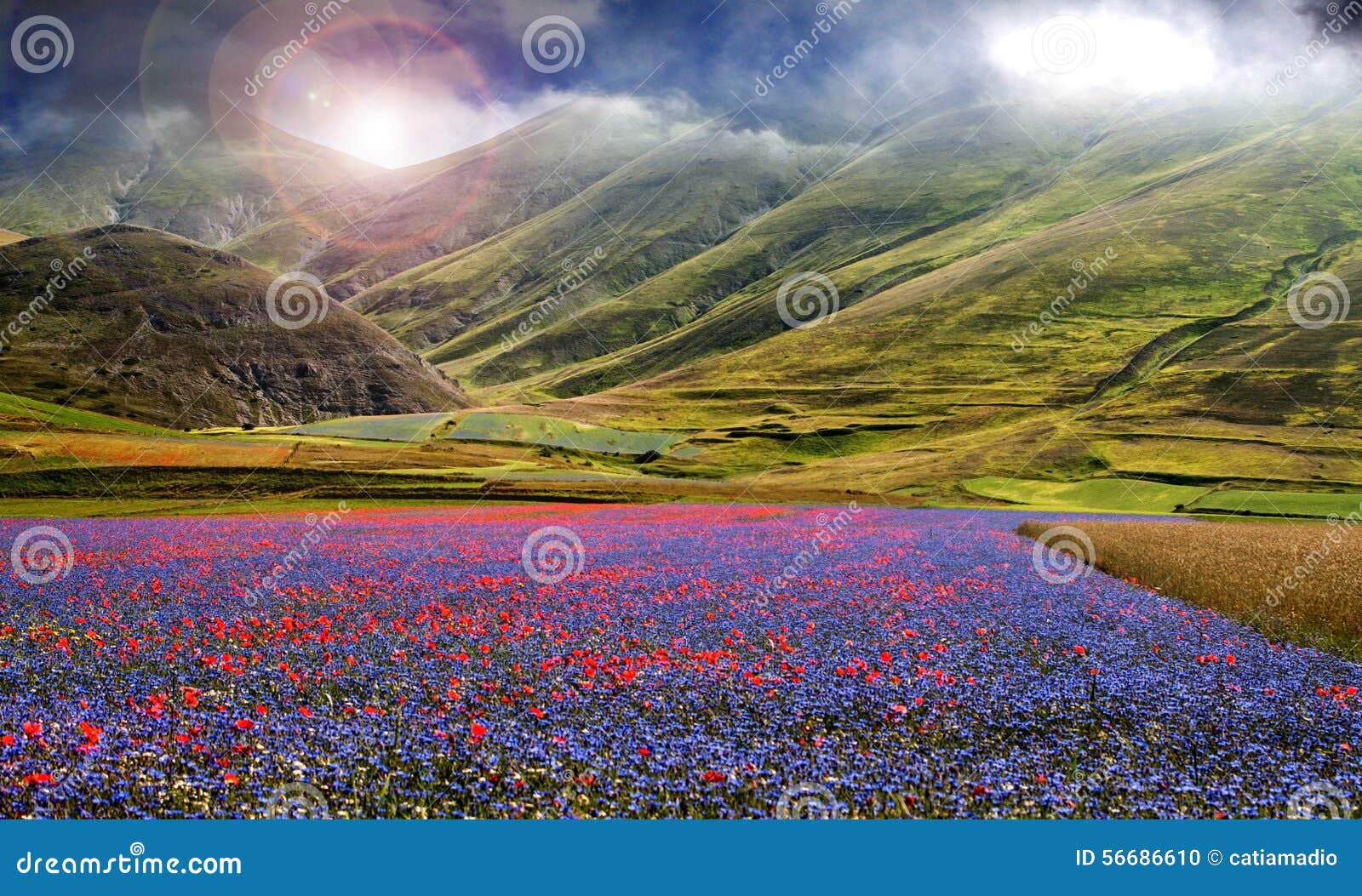 Blue Flowers Field Magic Landscape Stock Photo - Image of brilliant ...