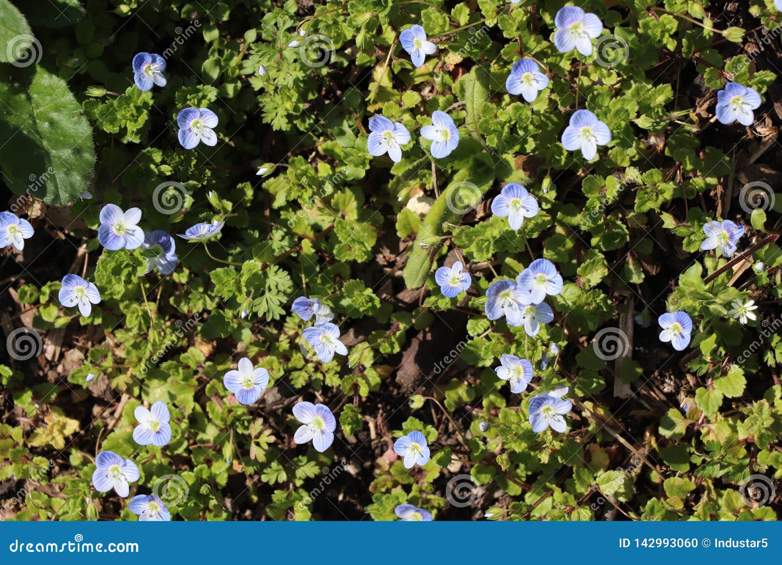 Blue flowers on the field stock photo. Image of blue - 142993060