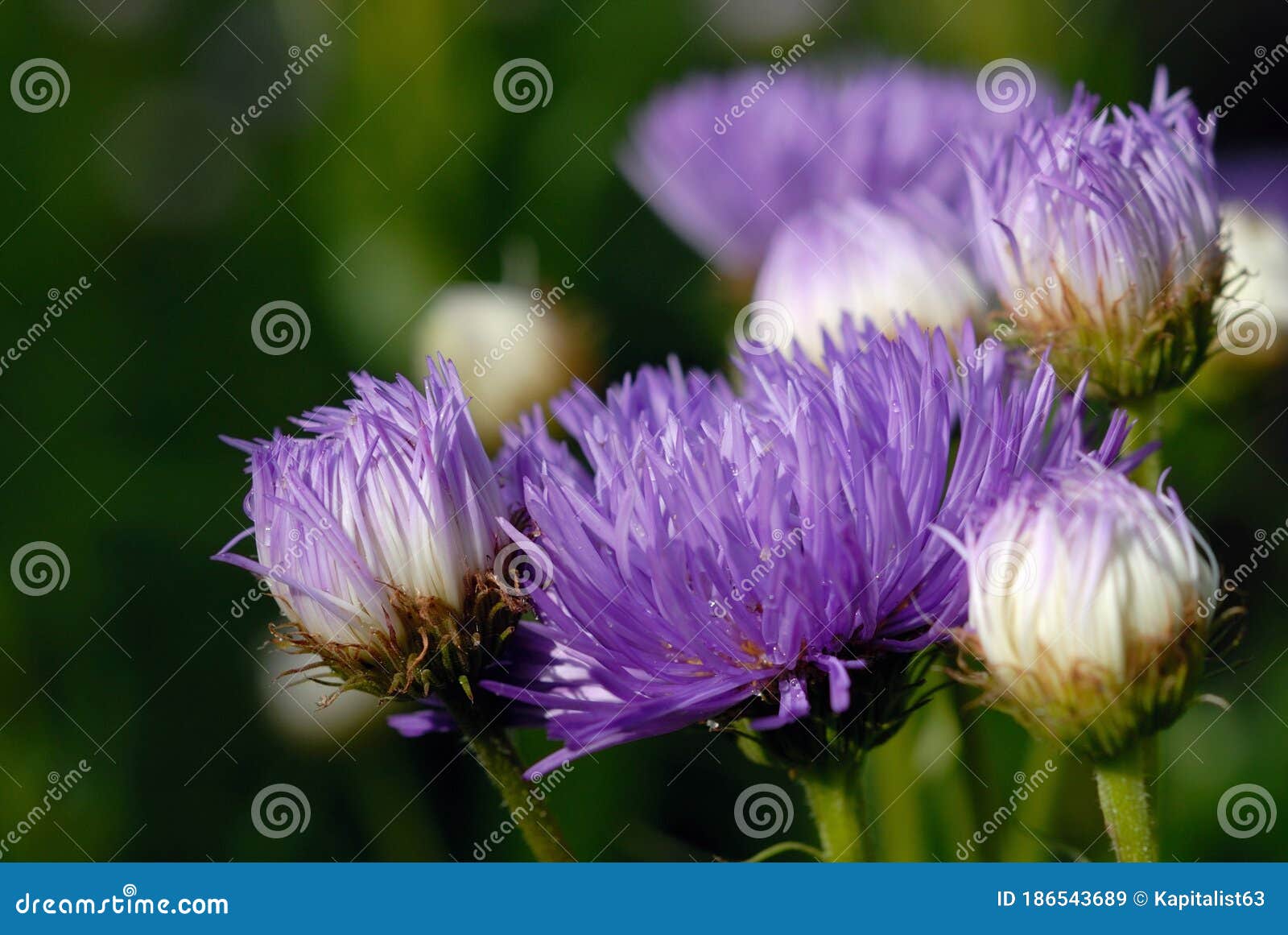 Blue Flowers in the Flowerbed Closeup Stock Image - Image of sight ...