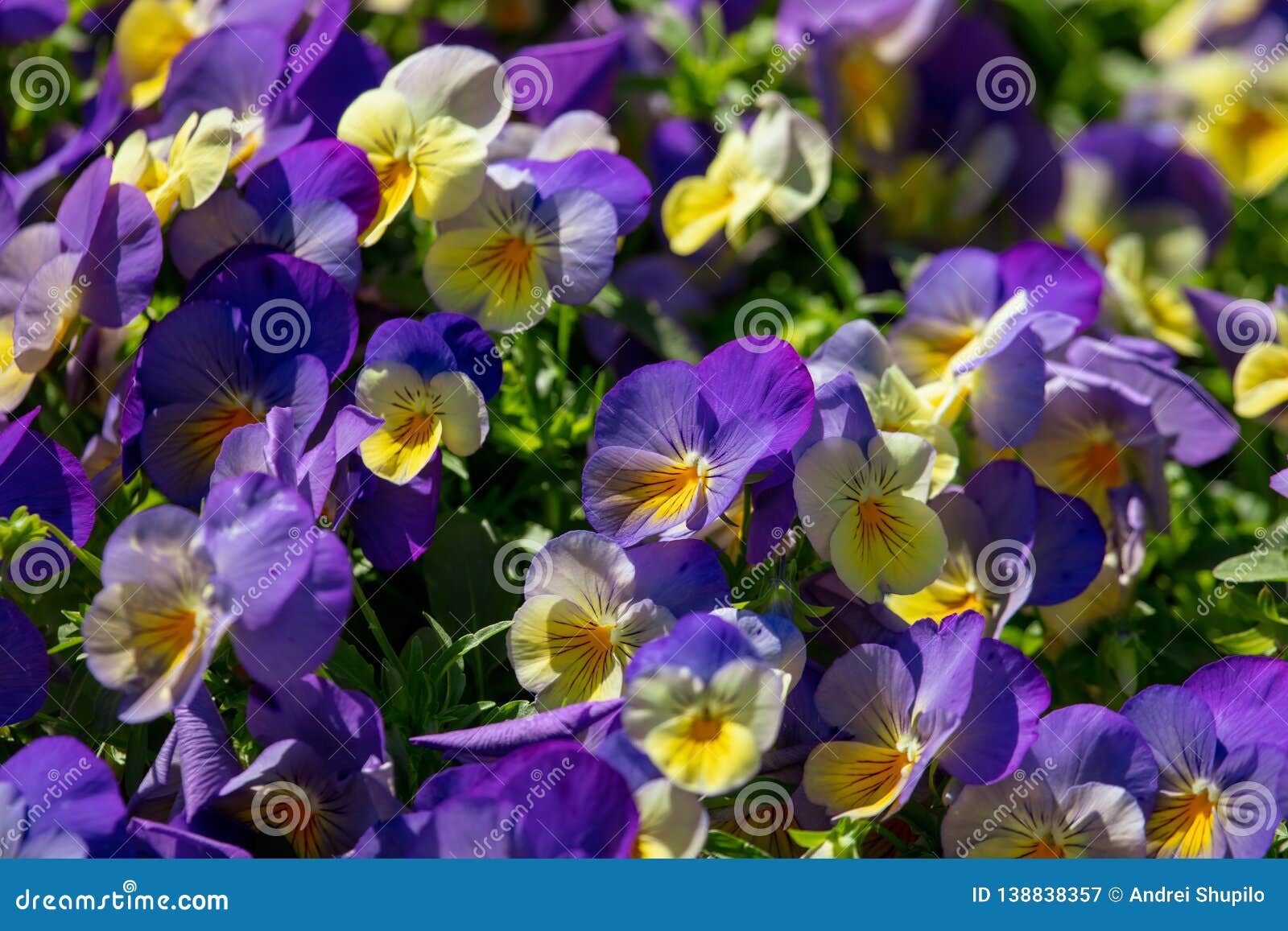 Blue Flowers in a Flowerbed in the Park Stock Image - Image of petal ...