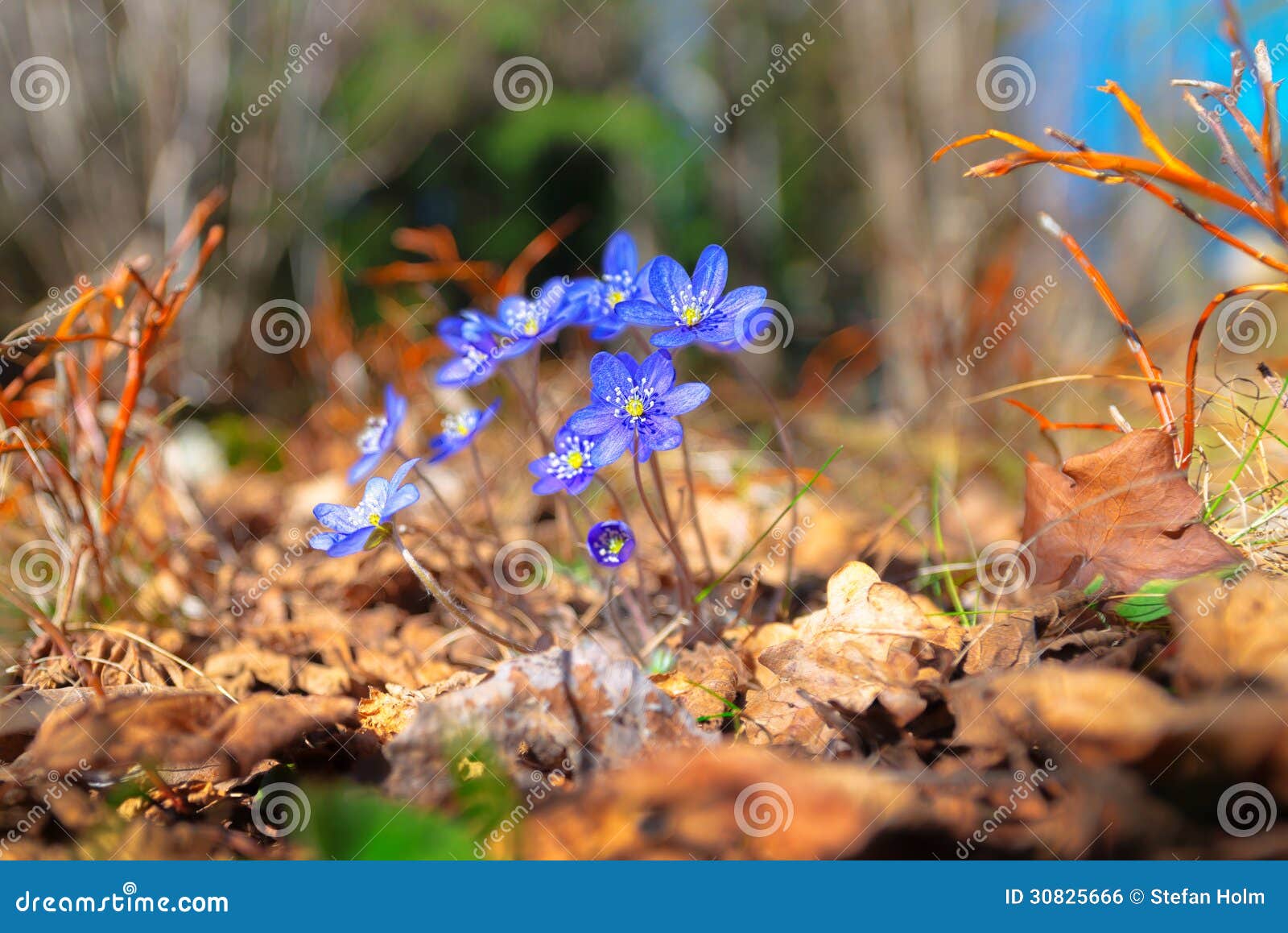 Blue flowers in forest stock photo. Image of flowers - 30825666