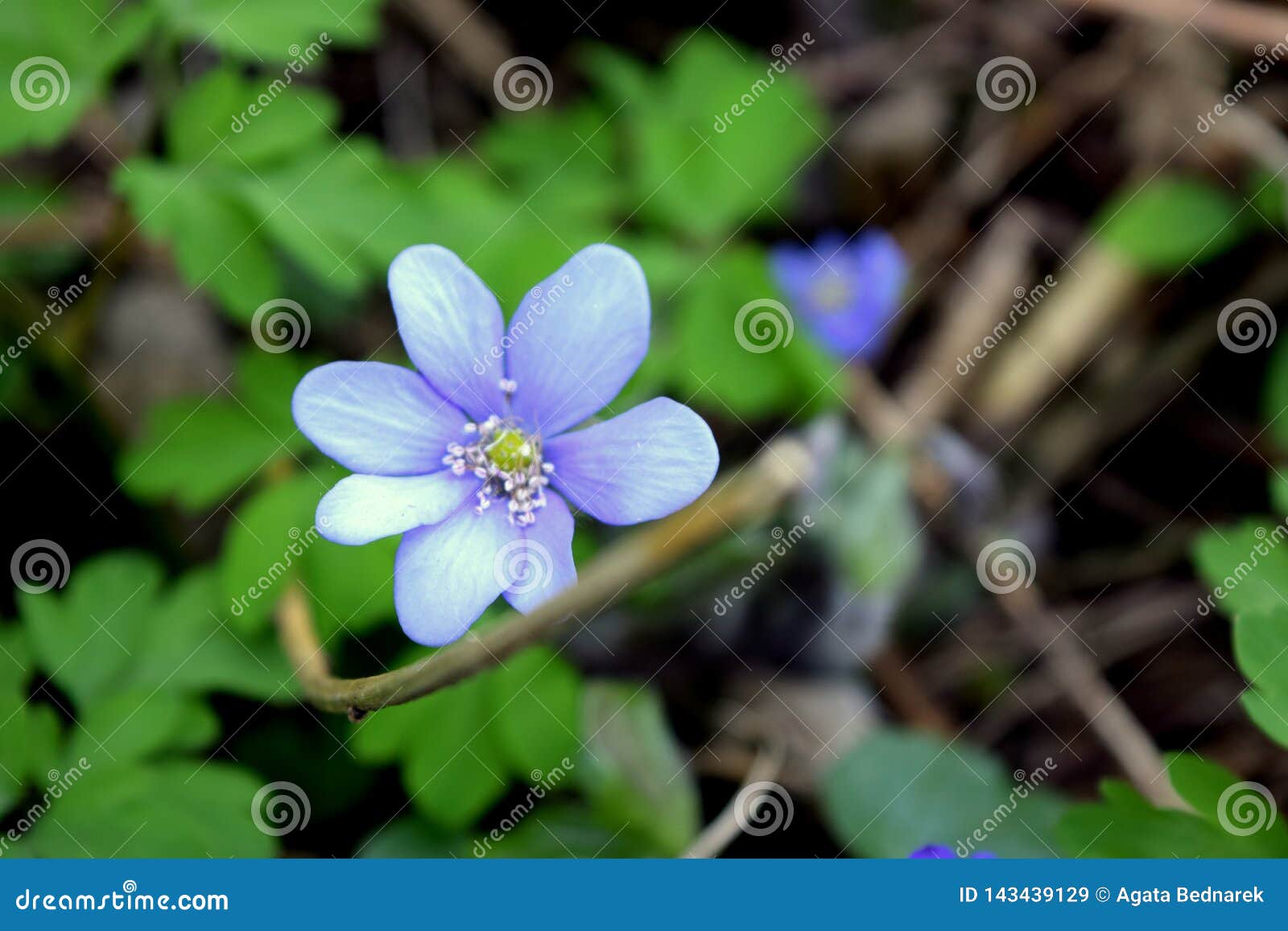 Blue Flowers in Forest, Spring Stock Image - Image of closeup, flora ...