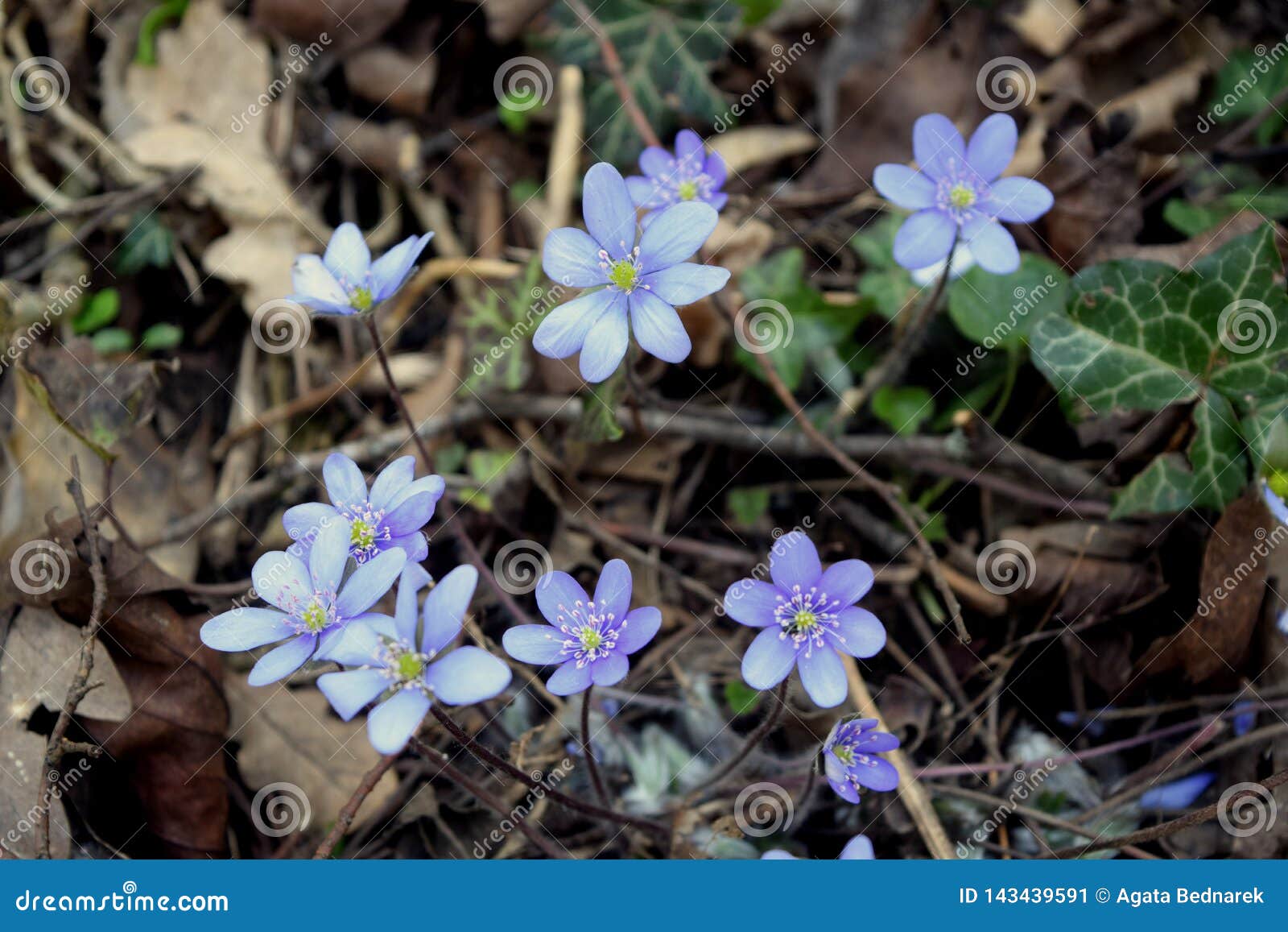 Blue Flowers in Forest, Spring Stock Image - Image of environment ...