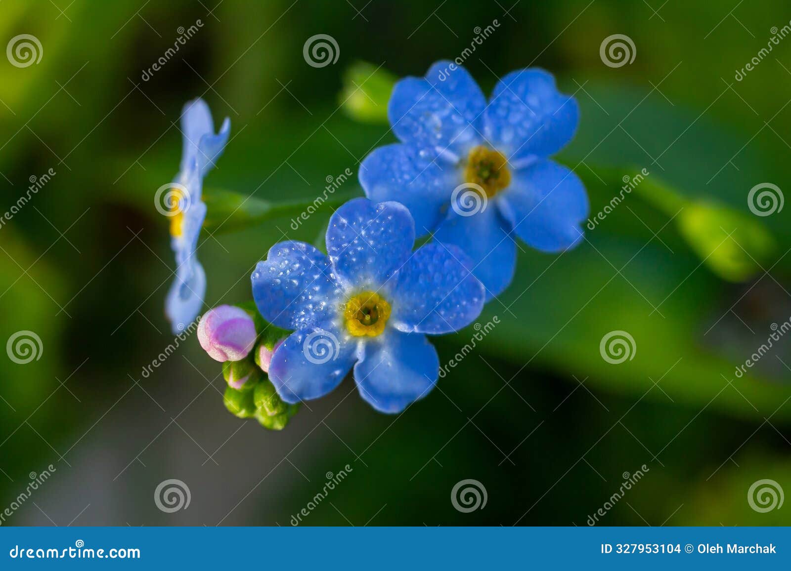 The Blue Flowers Forget-me-not Plant Stock Photo - Image of spring ...