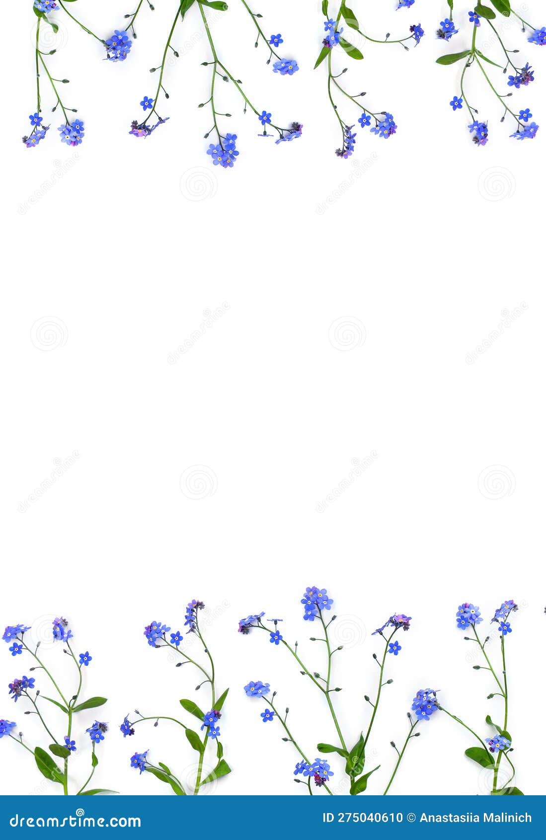 Blue Flowers Forget-me-not on a White Background with Space for Text ...