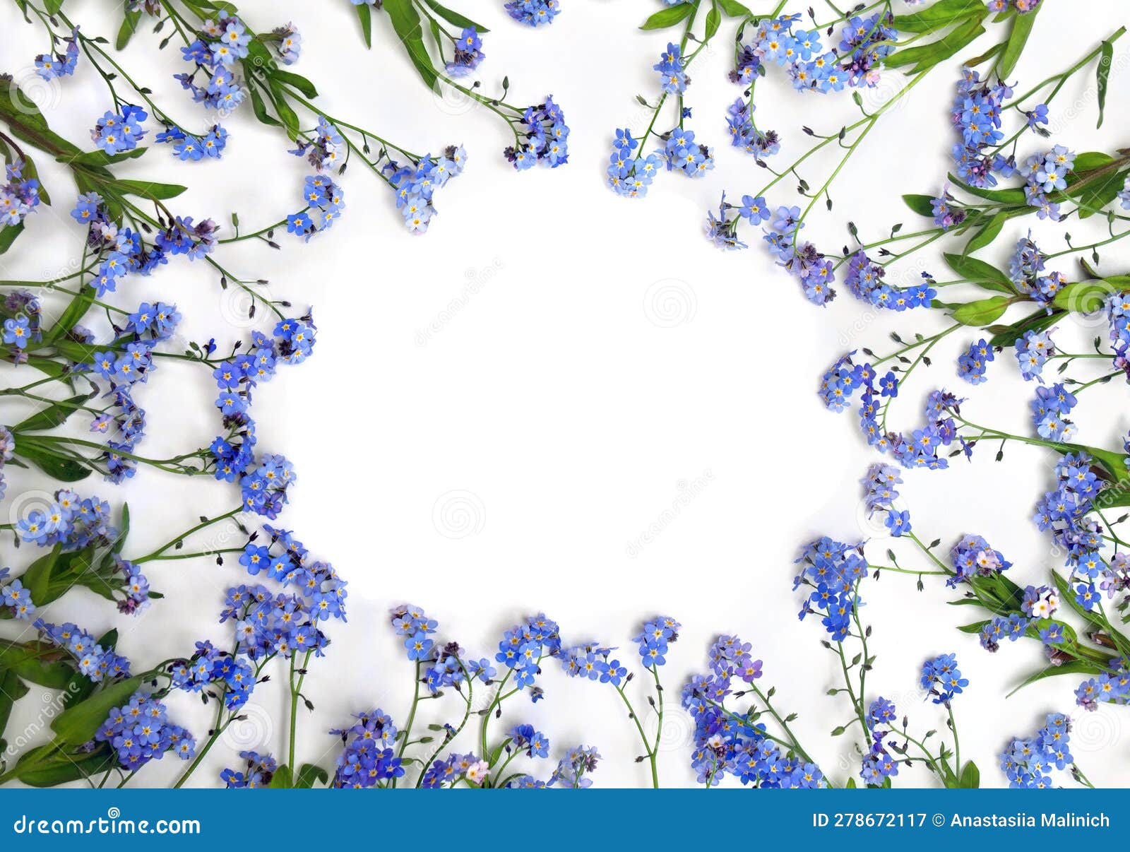 Blue Flowers Forget-me-not on a White Background with Space for Text ...
