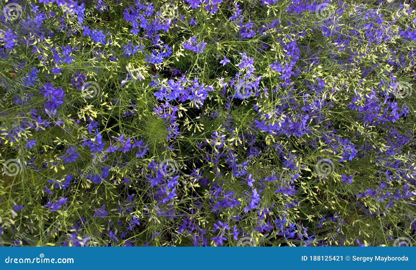 Blue Flowers and Green Stems Stock Image - Image of flower, petal ...