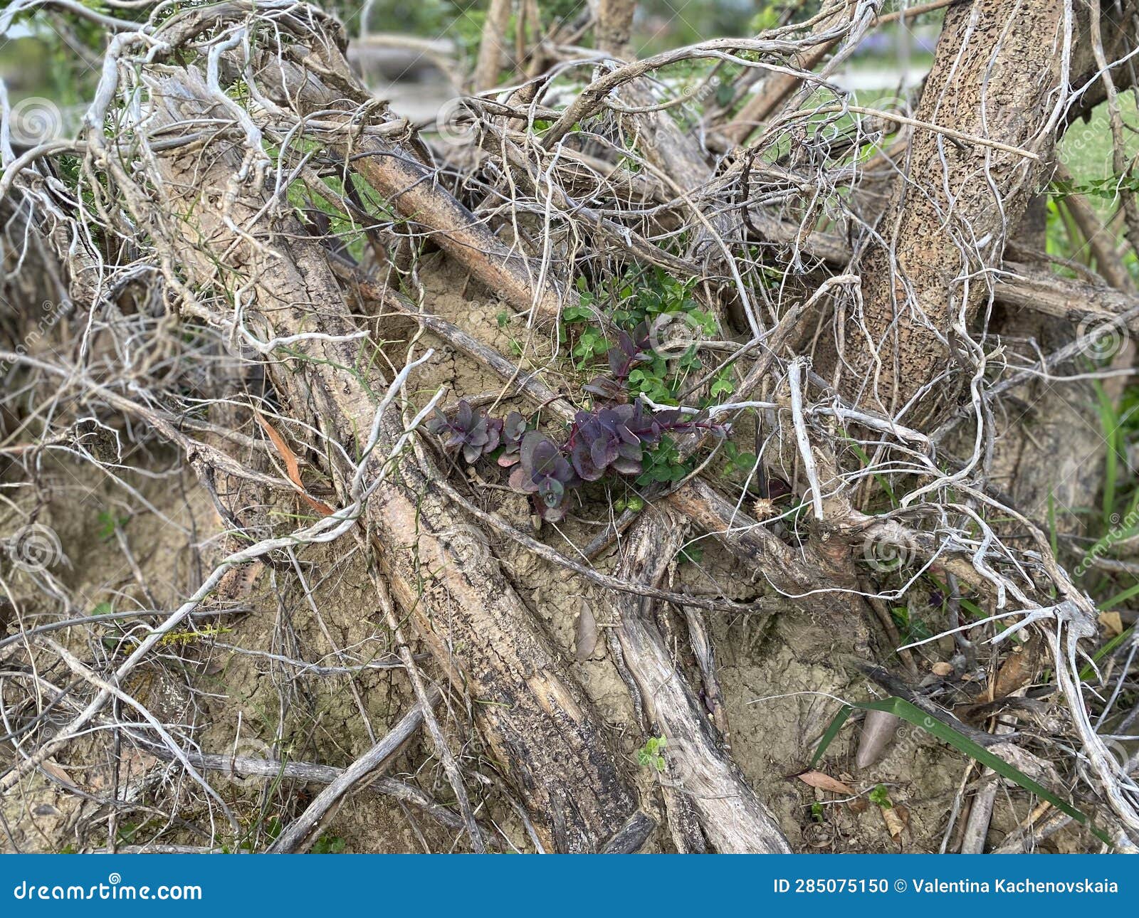 Flowers grow on the roots stock photo. Image of branches - 285075150