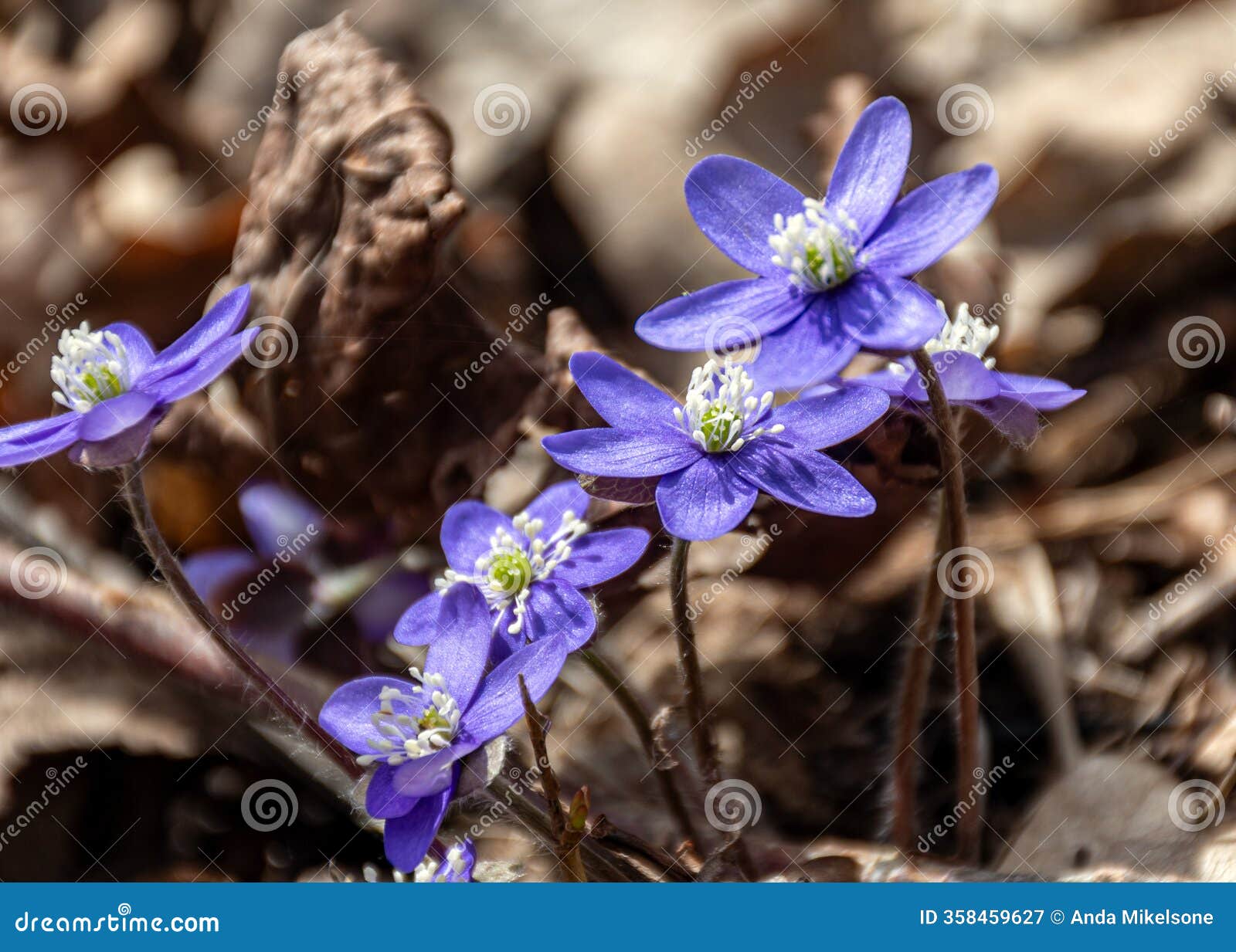 Blue Flowers, Hepatica in Spring on a Natural Background Stock Image ...