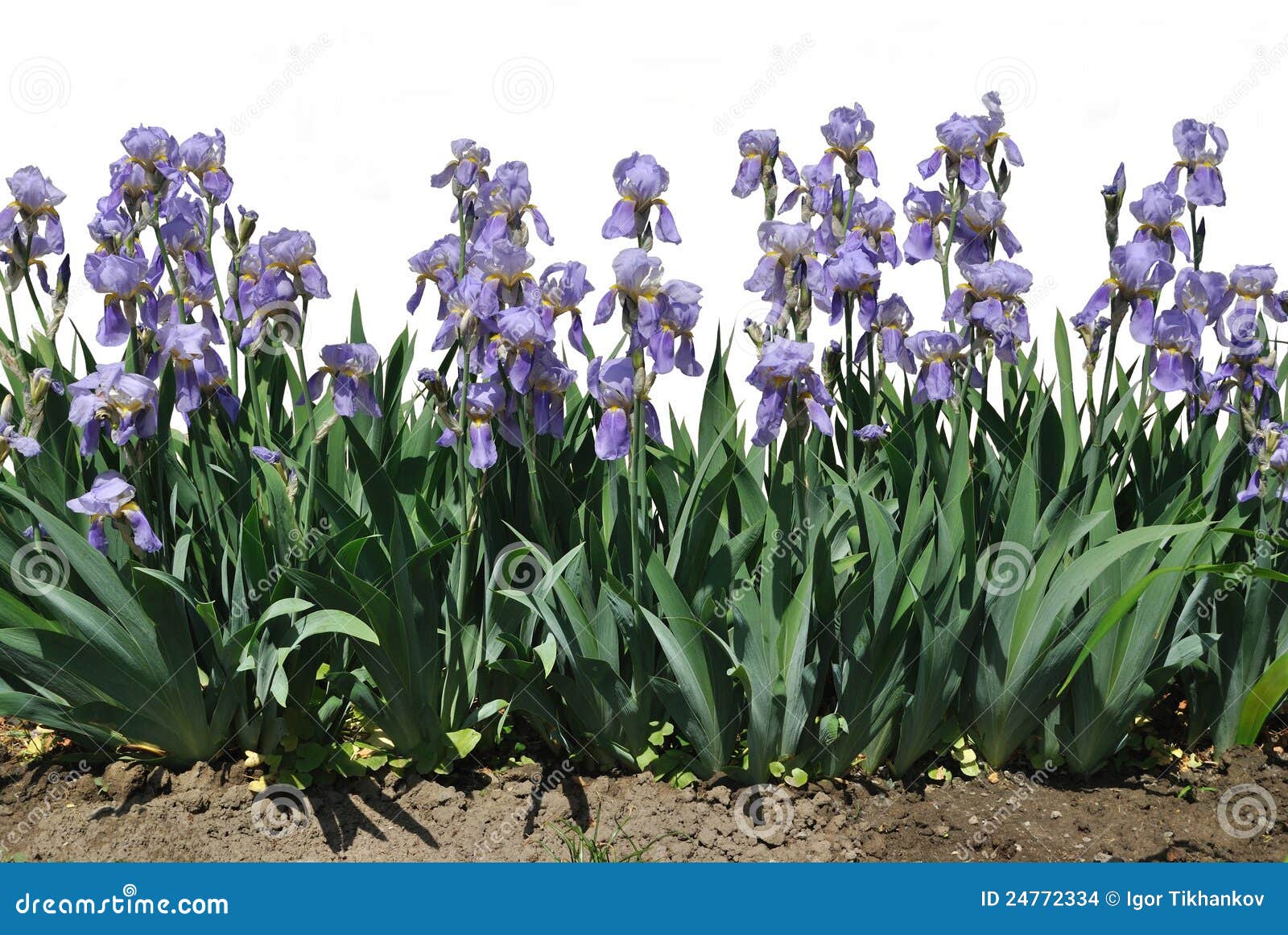 The blue flowers of iris stock photo. Image of cultivated - 24772334