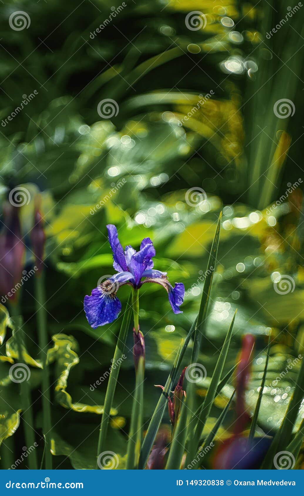 Blue Flowers of Iris Marsh in the Garden. Sunny Day, Blurred Background ...