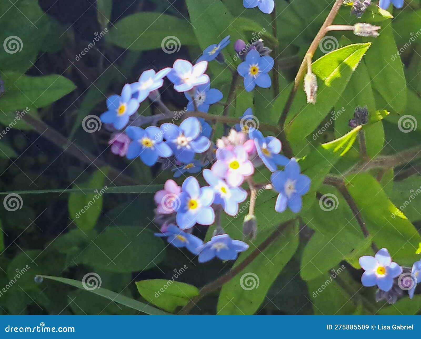 Blue Flowers Macro Tiny Flowers Nature Outdoors Blue Stock Image ...
