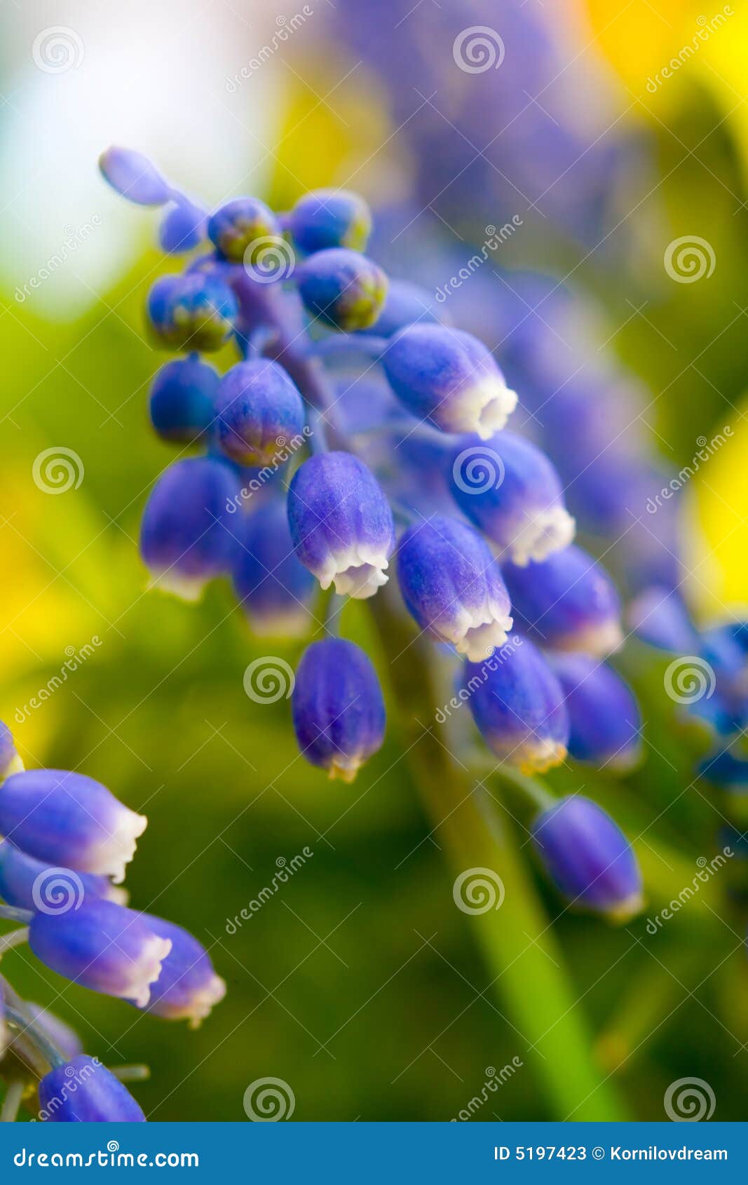 Blue flowers on the meadow stock image. Image of grow - 5197423