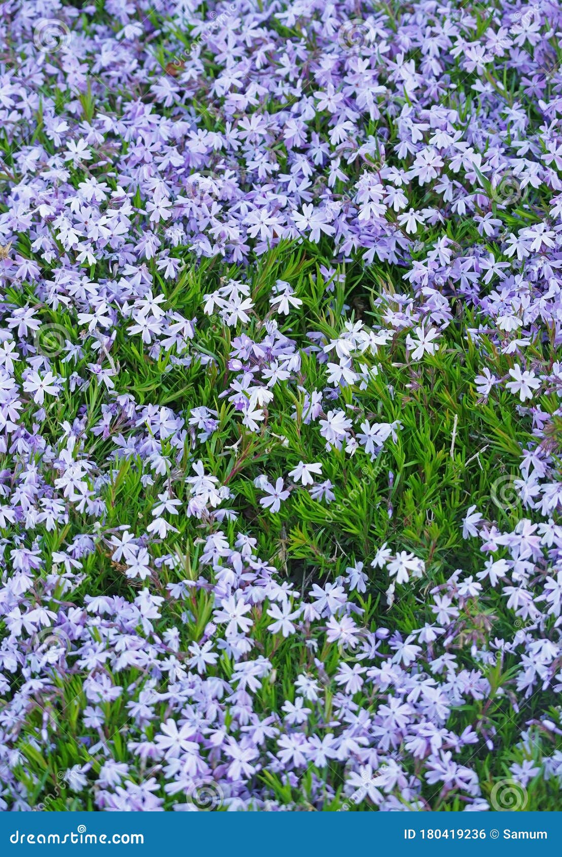 Blue flowers on meadow stock photo. Image of beautiful - 180419236