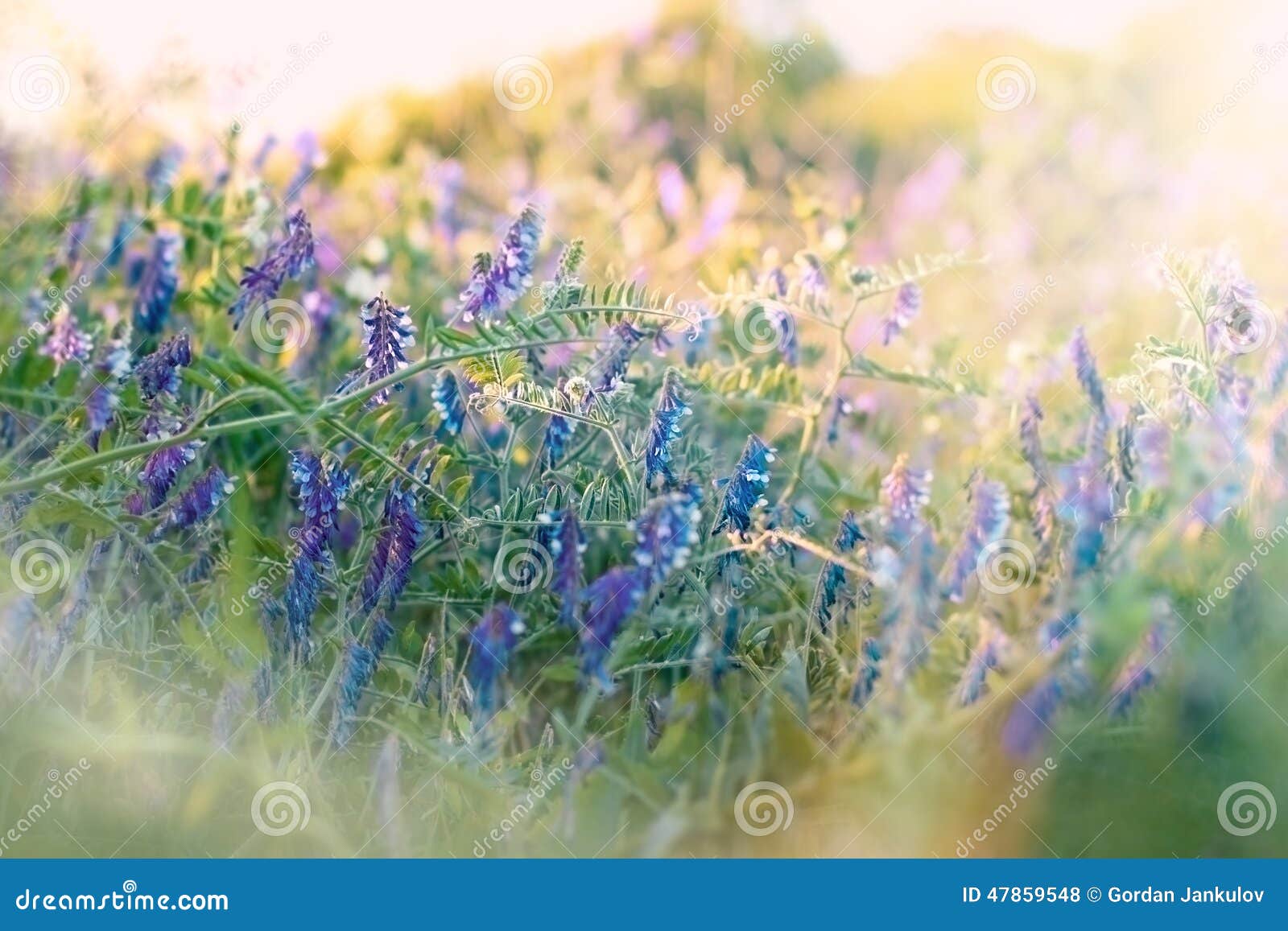 Blue flowers in meadow stock photo. Image of blooming - 47859548