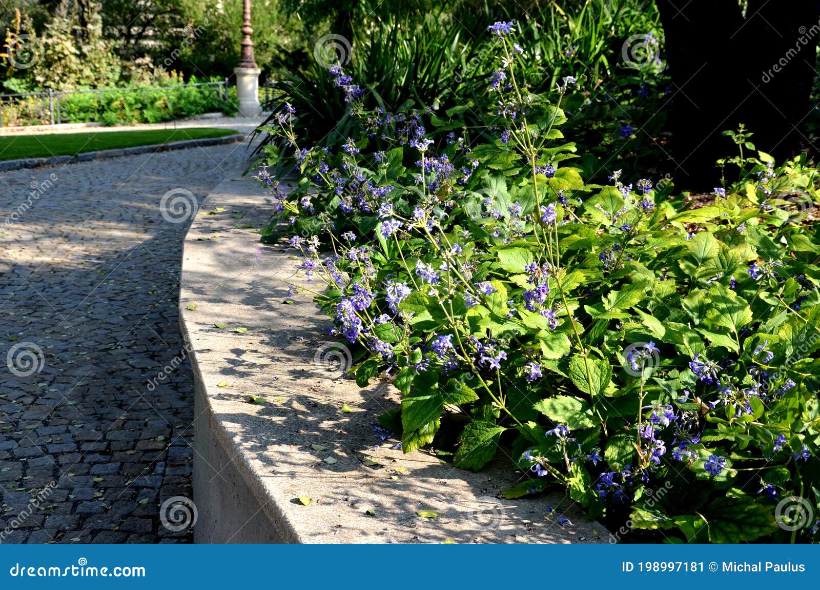 Blue Flowers Over a Retaining Wall with Blue Flowers in the Park with ...