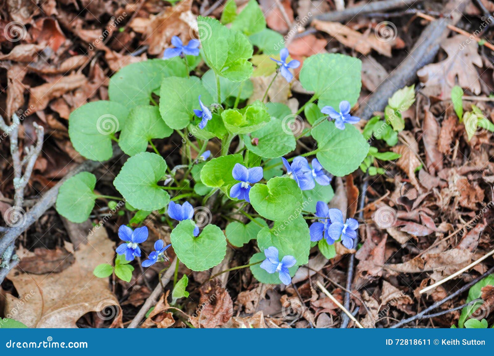 Blue Flowers on Path stock image. Image of nature, plant - 72818611