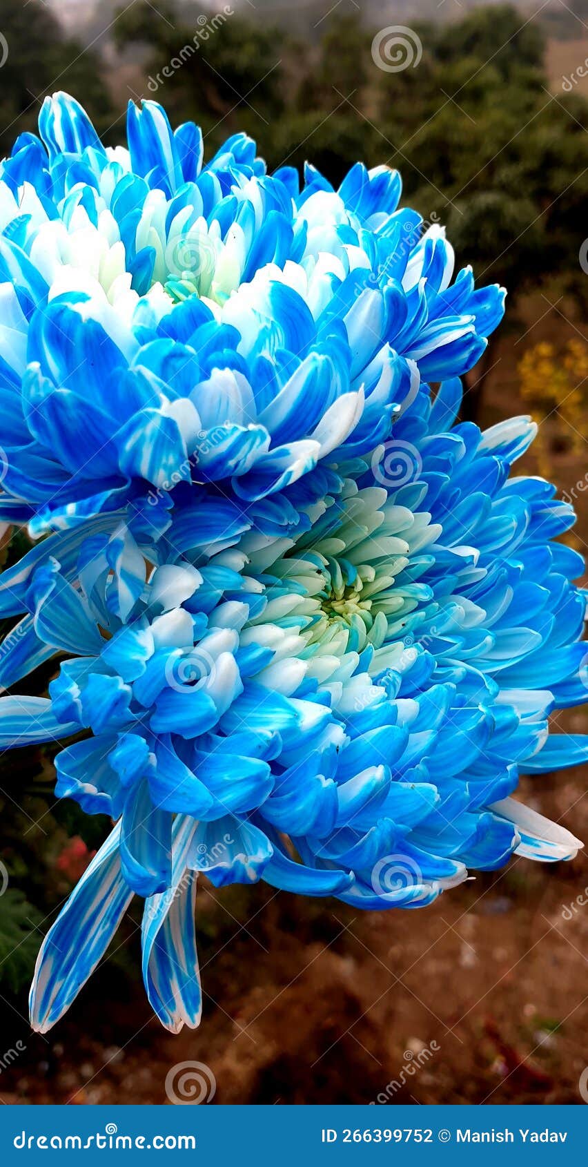 Blue Flowers stock photo. Image of flowers, white, garden - 266399752