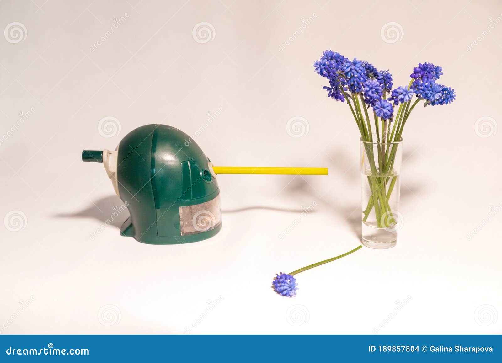 Blue Flowers and School Mechanical Pencil Sharpener are on the White ...