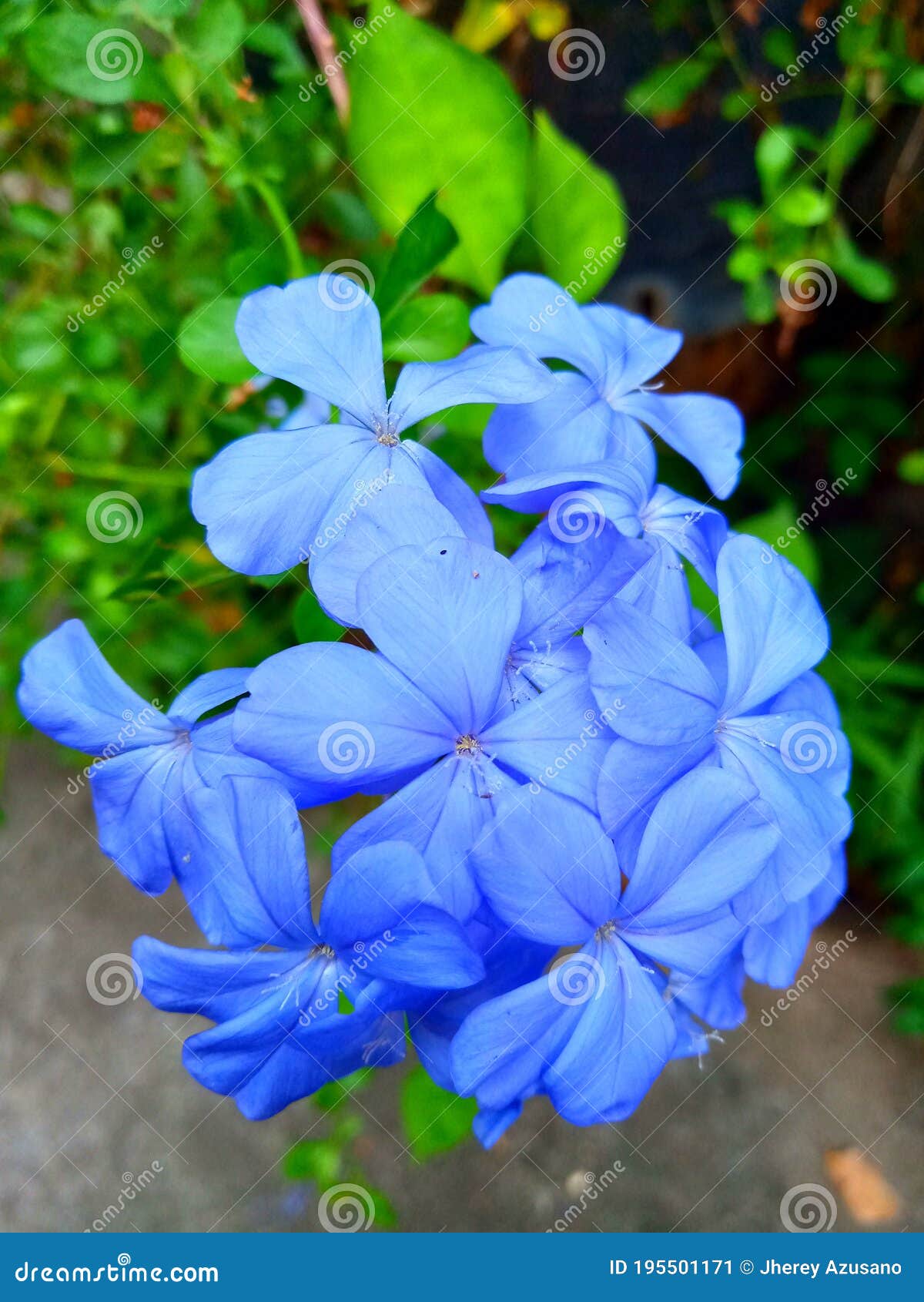 Blue flowers spoted stock image. Image of flower, blooming - 195501171