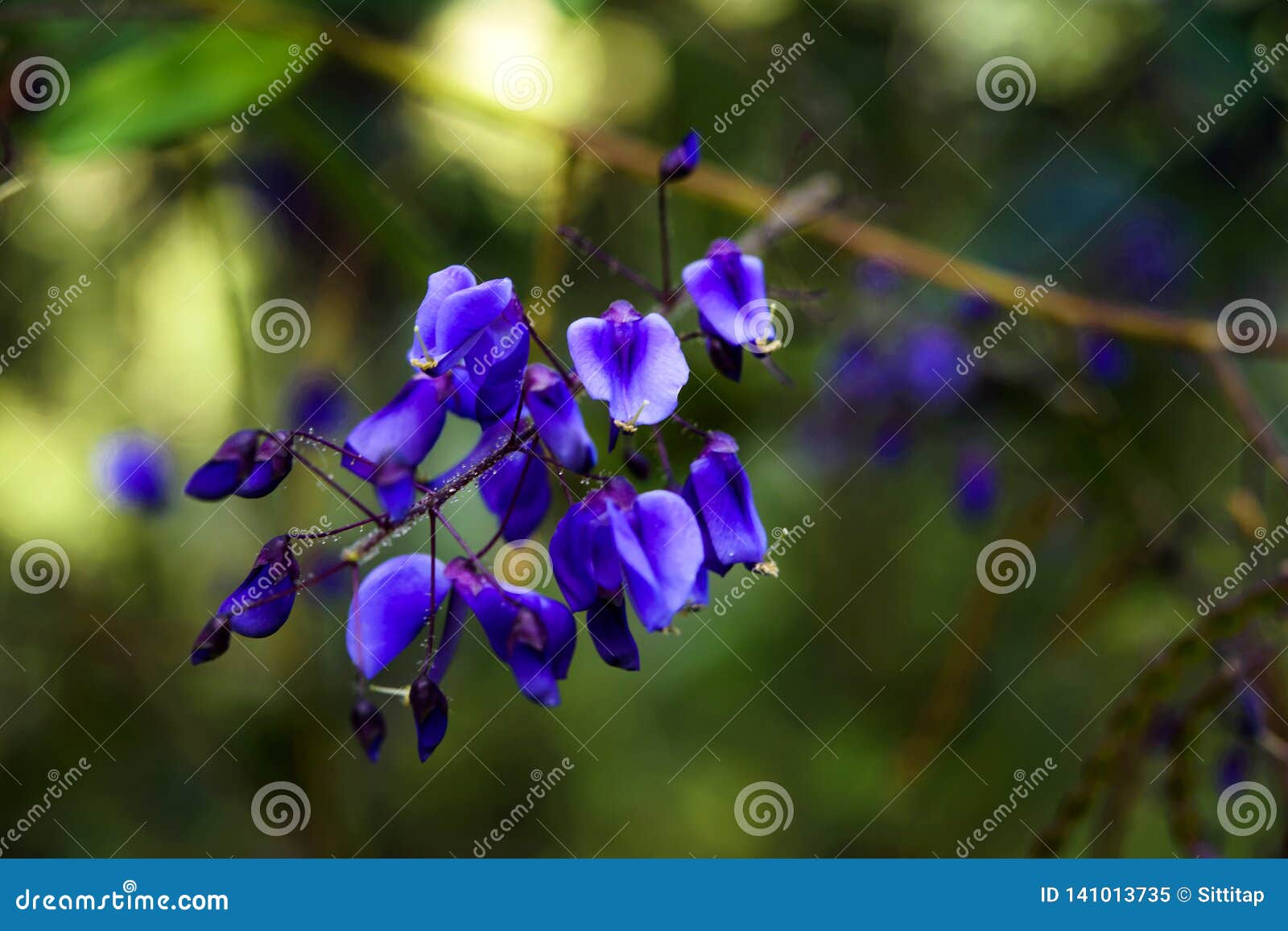 Blue flowers in spring stock image. Image of blooming - 141013735