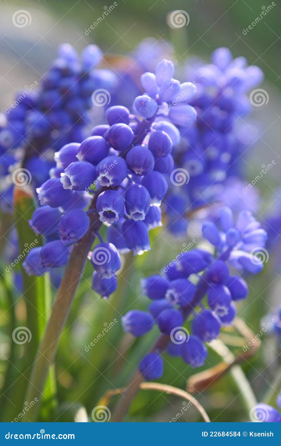 Blue flowers. Spring stock photo. Image of park, growth - 22684584
